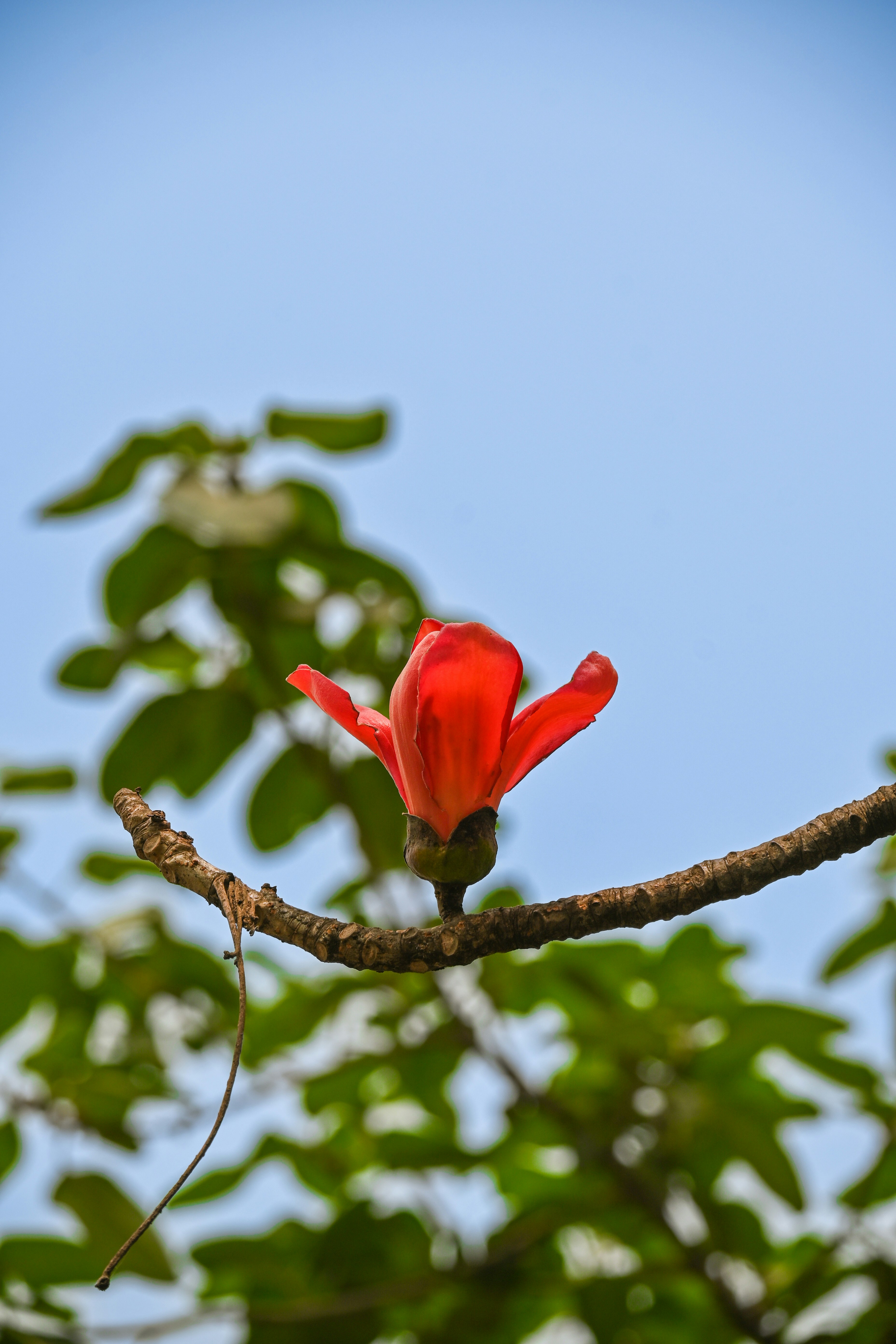 Red Petal Breaks Free on a Lone Branch Under Open Sky
