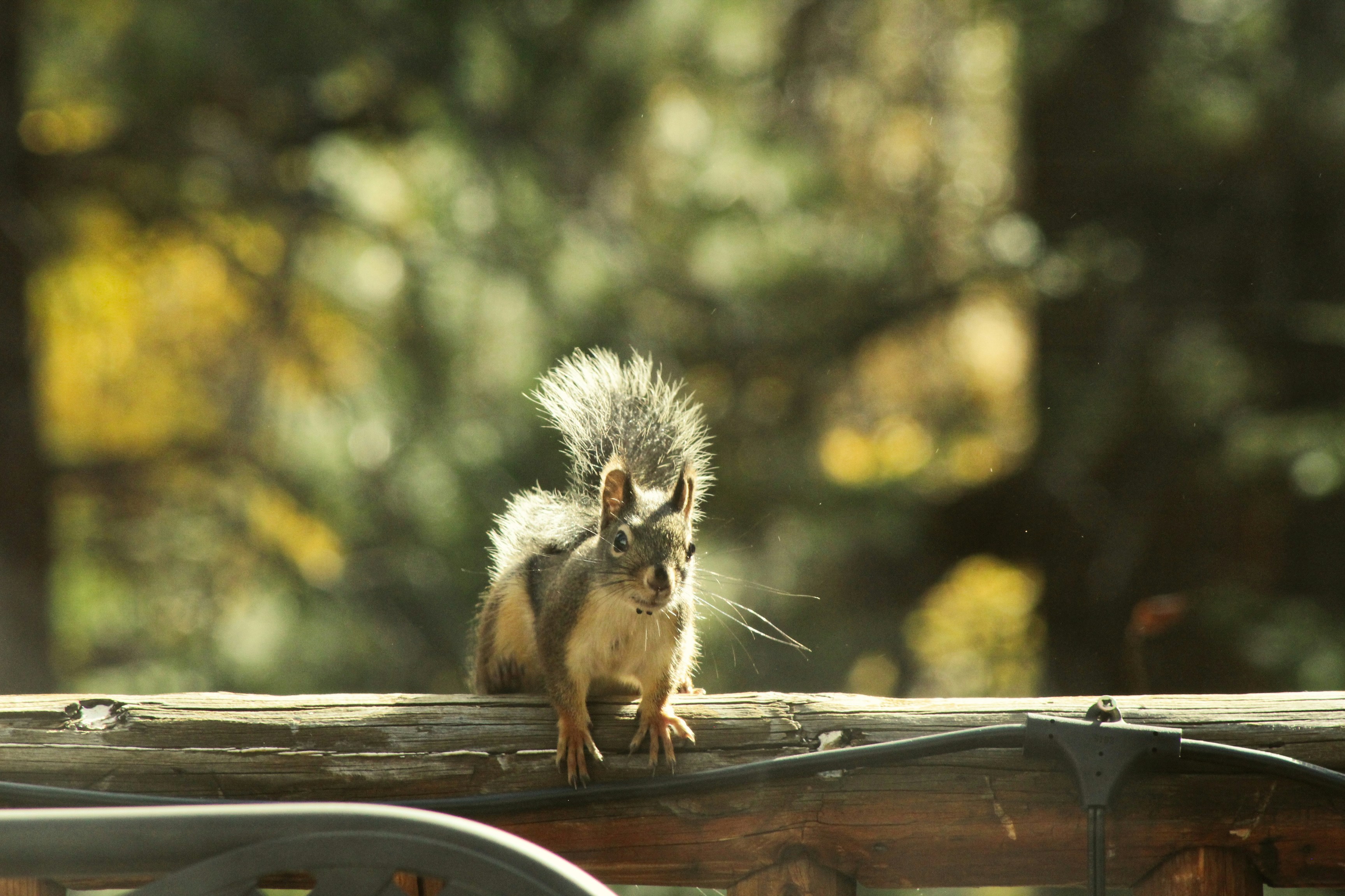 Curious Squirrel on a Sunlit Perch