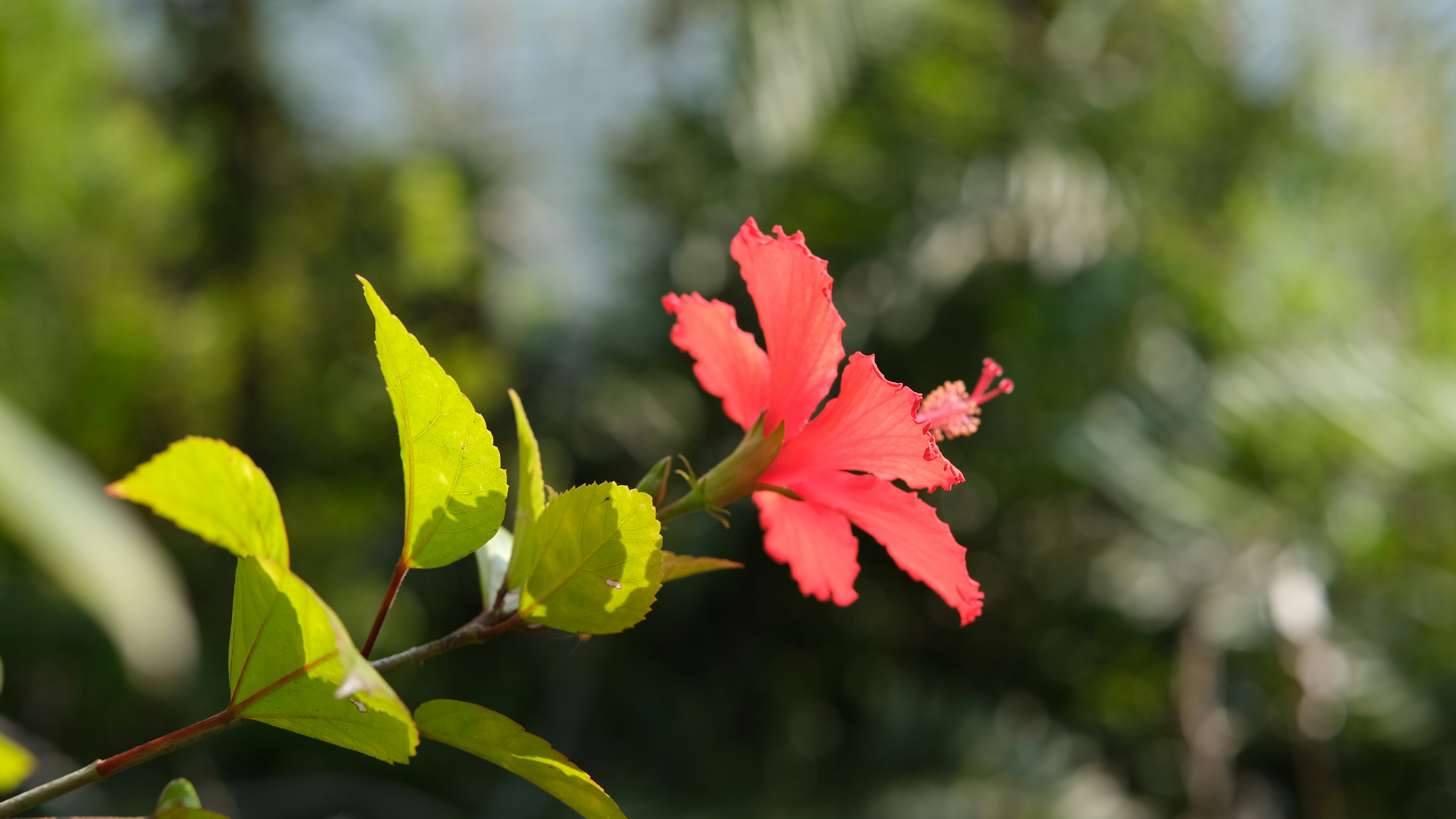 Crimson Hibiscus Framed by Spring Green