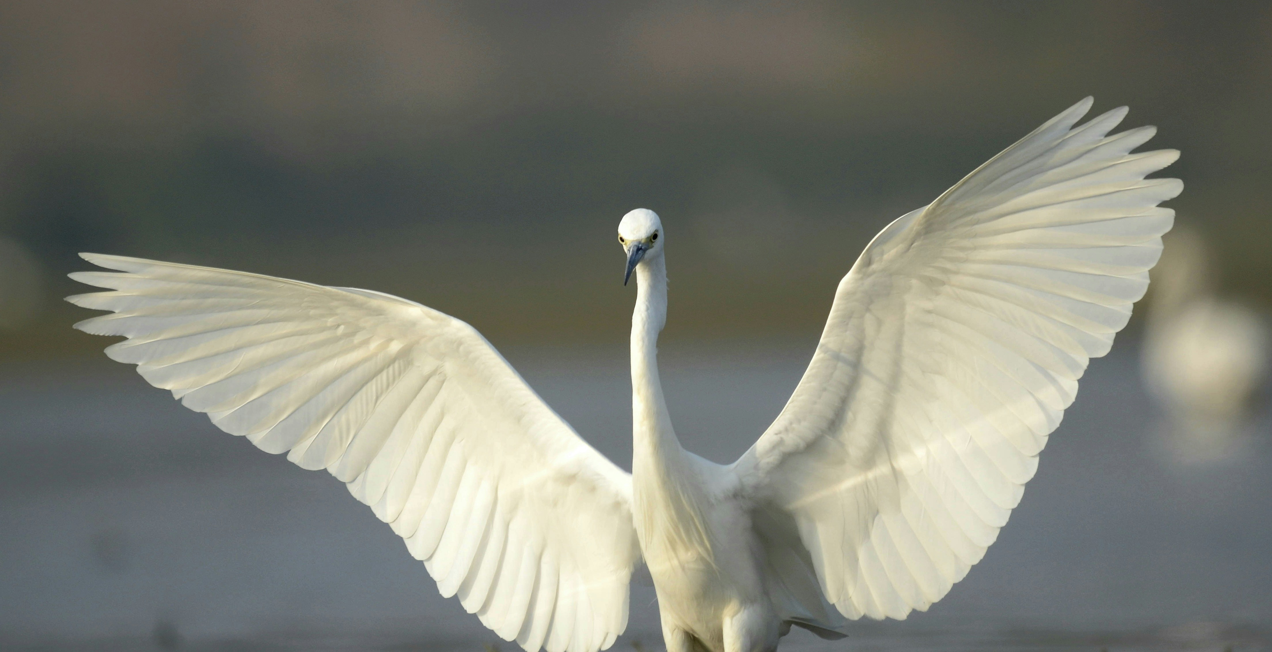 A large white bird with wings spread out photo – Free Animal Image on ...