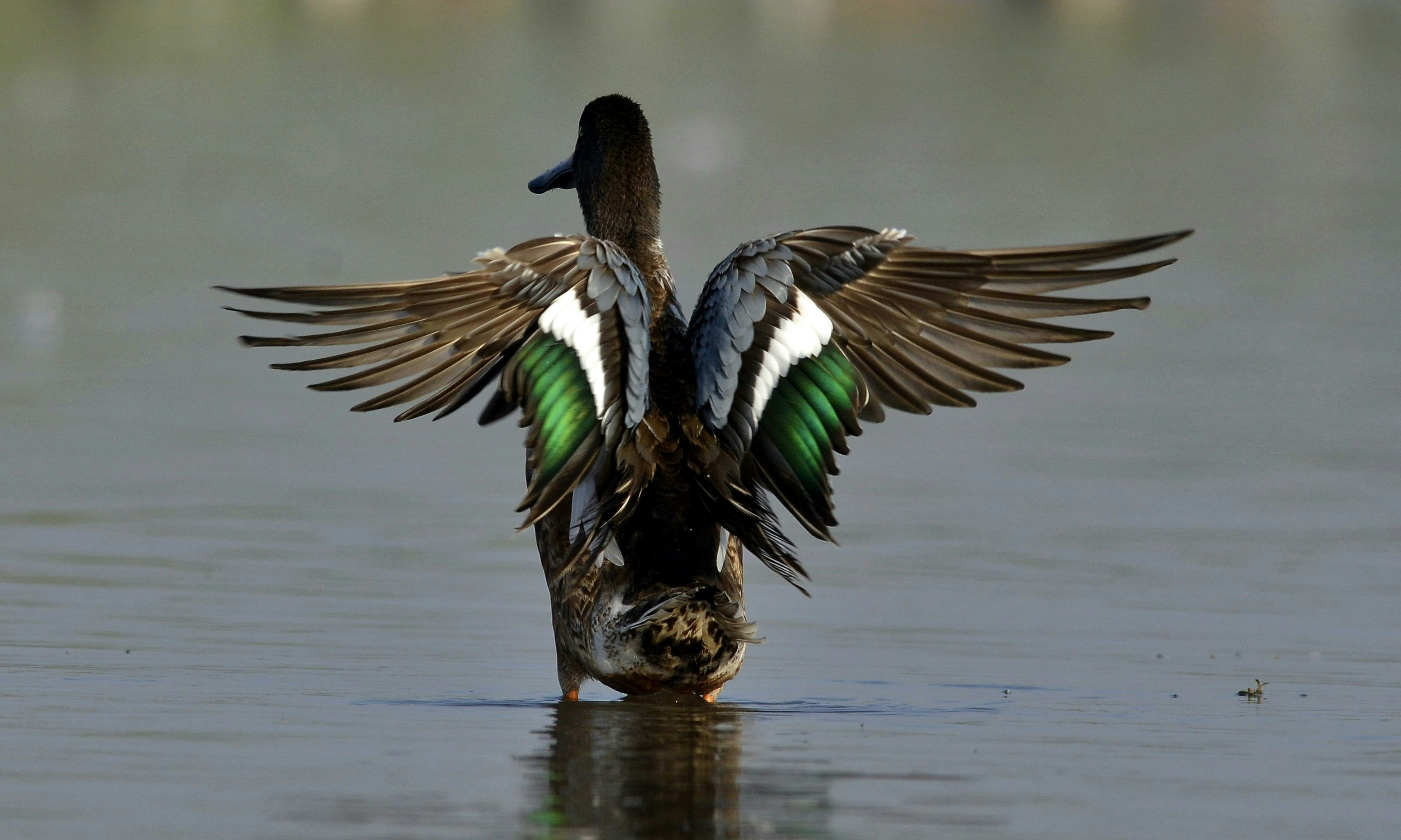 Winged Pause: A Mallard Rebounds in Quiet Waters