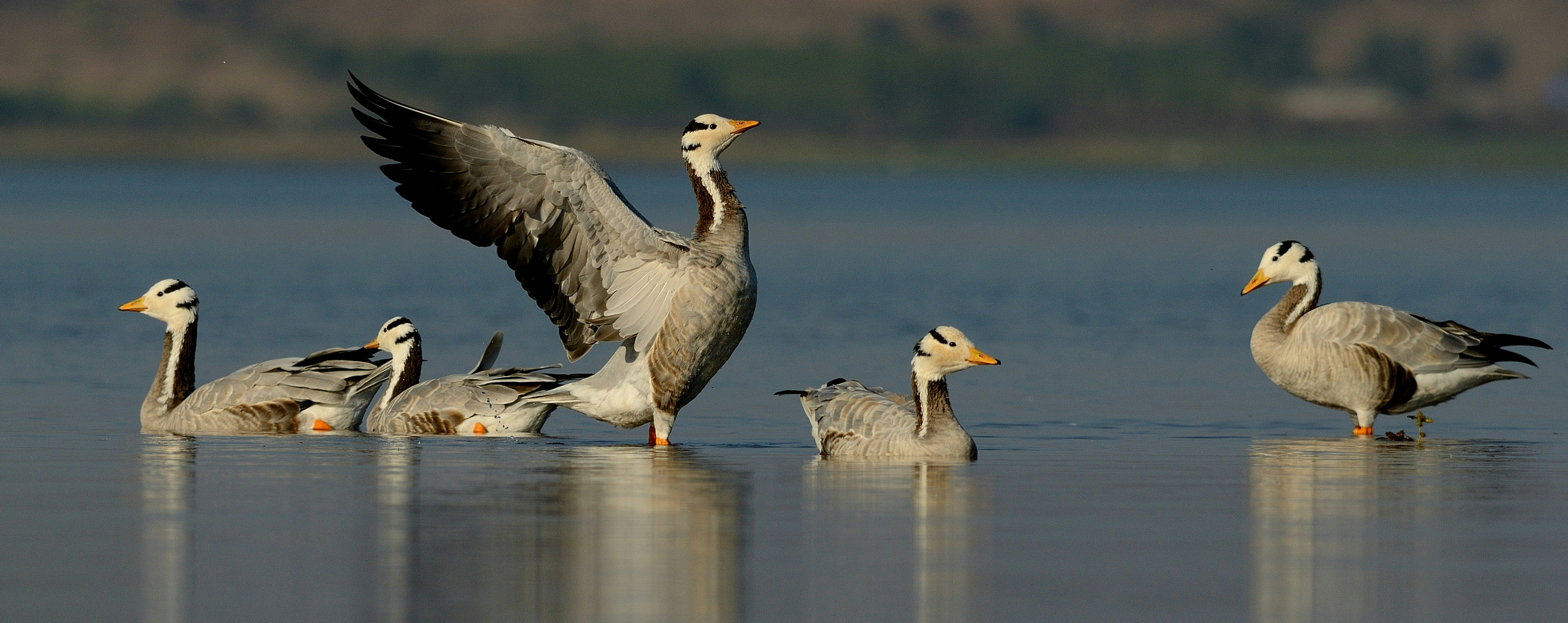 Winged Assembly at Dusk Lake