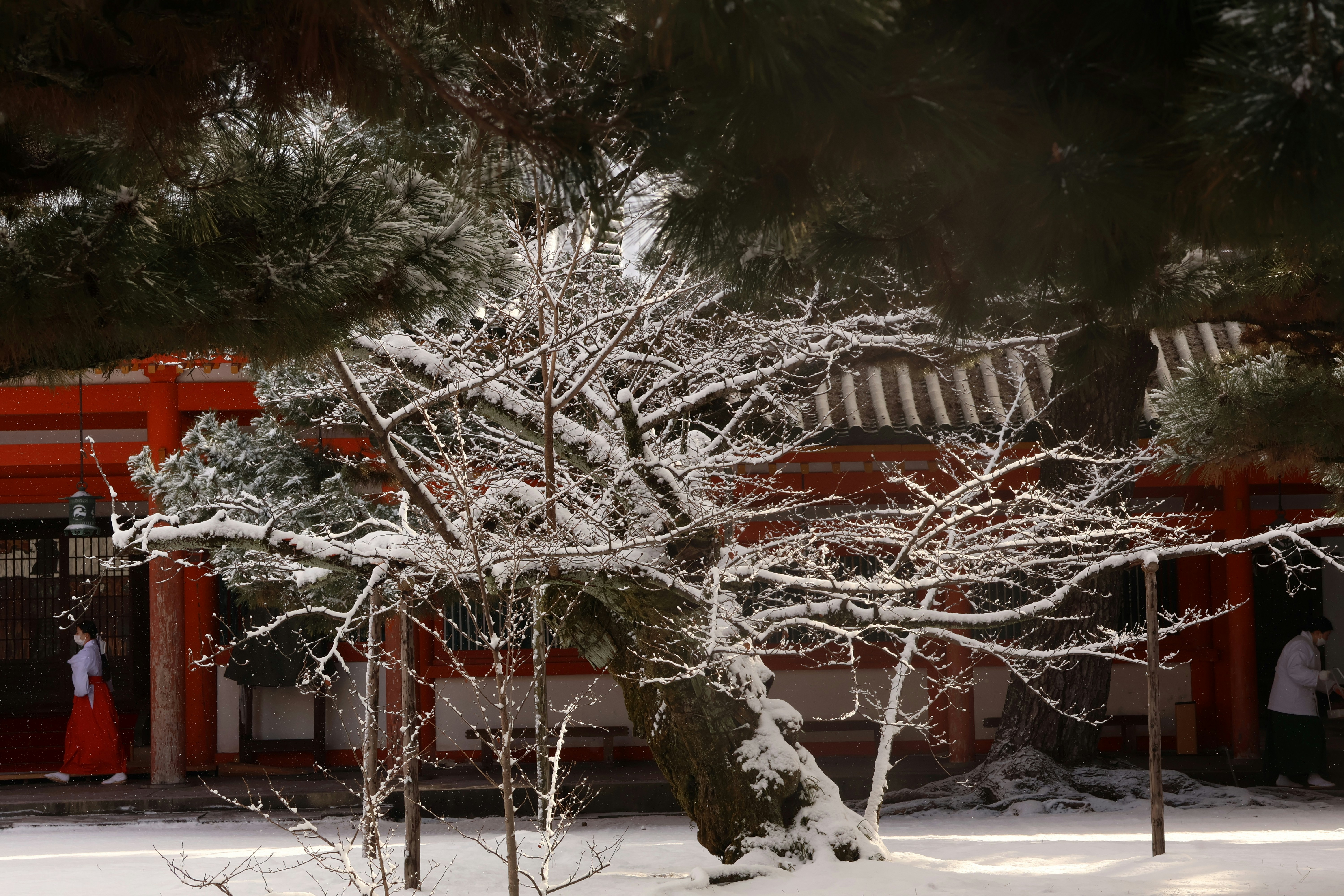 Serenity in Snow-Covered Tranquility