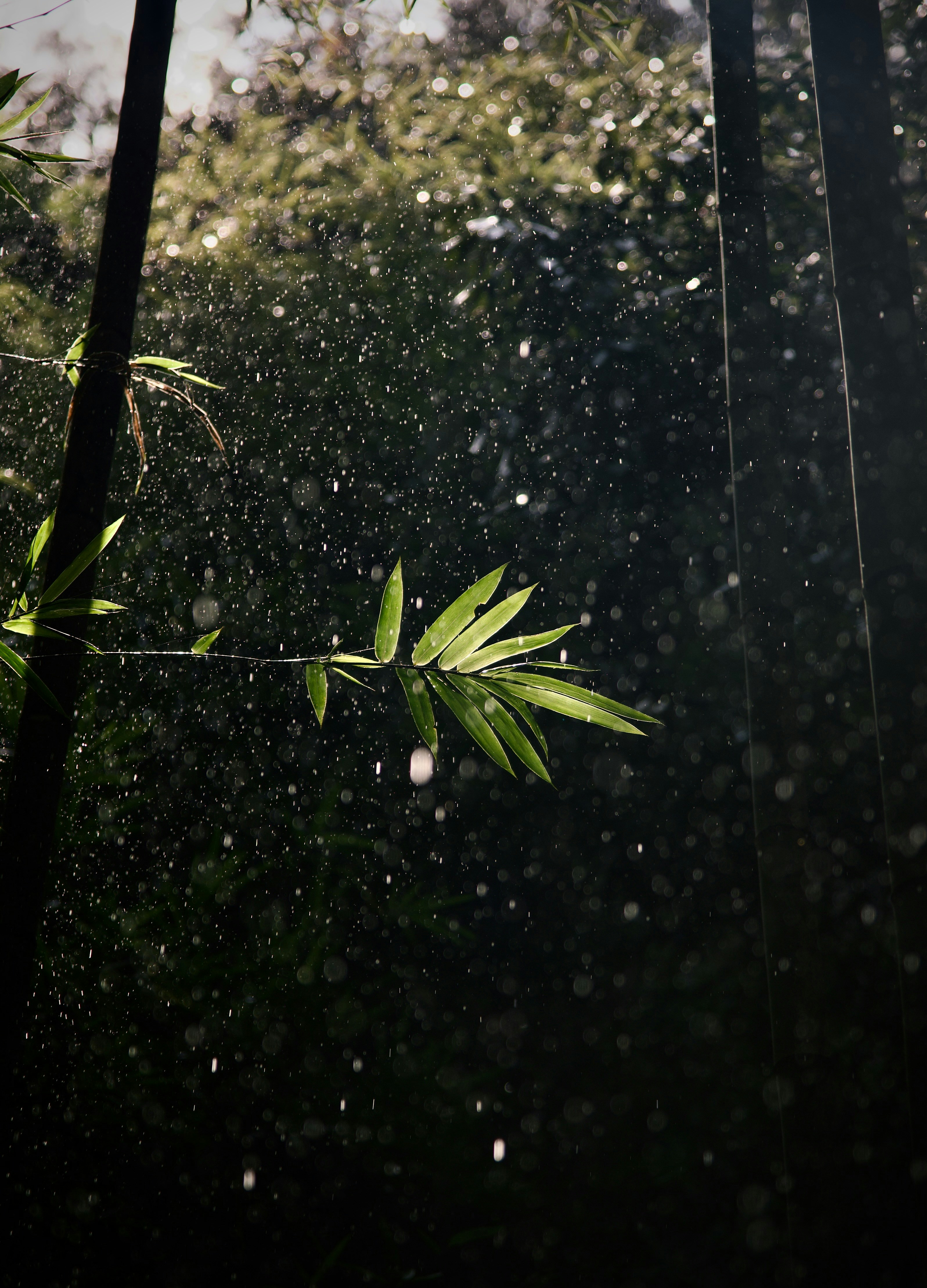 Rain in the Bamboo Garden: Sparkling Droplets in a Quiet Dusk