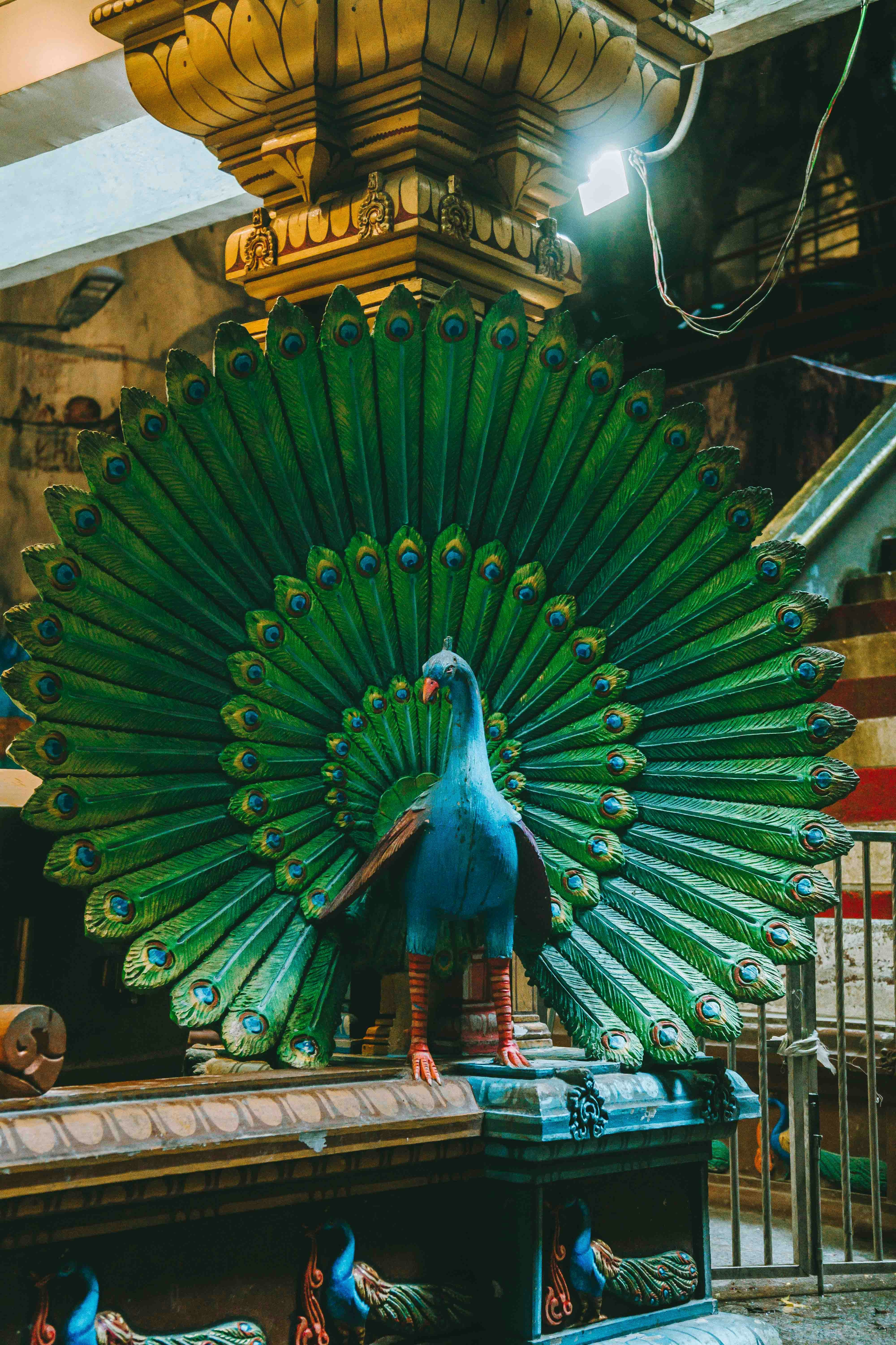 Blue Peacock Unfolds an Emerald Curtain of Feathers in a Sacred Temple