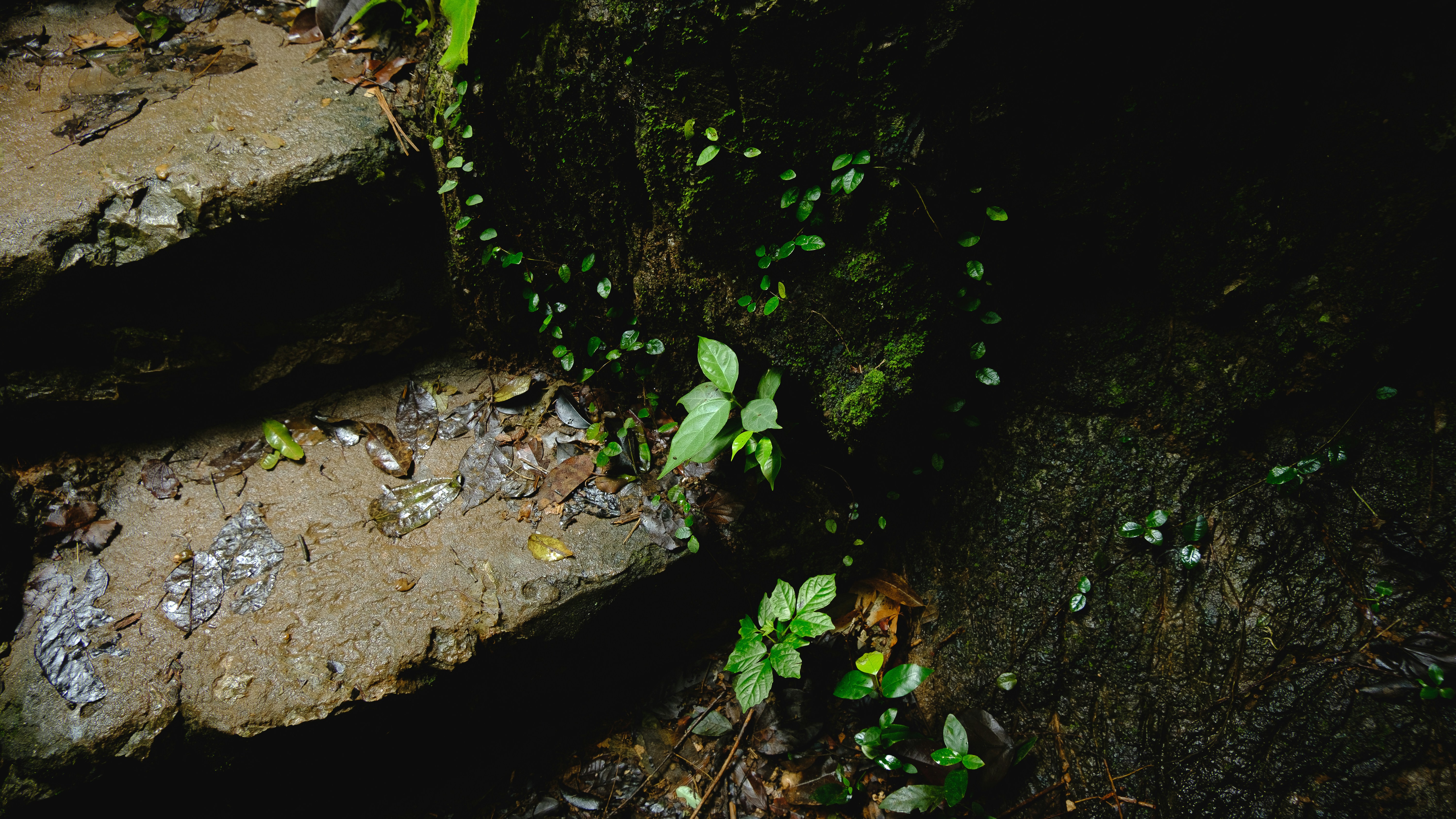 Moss-covered stones and lush green leaves on a forest pathway.