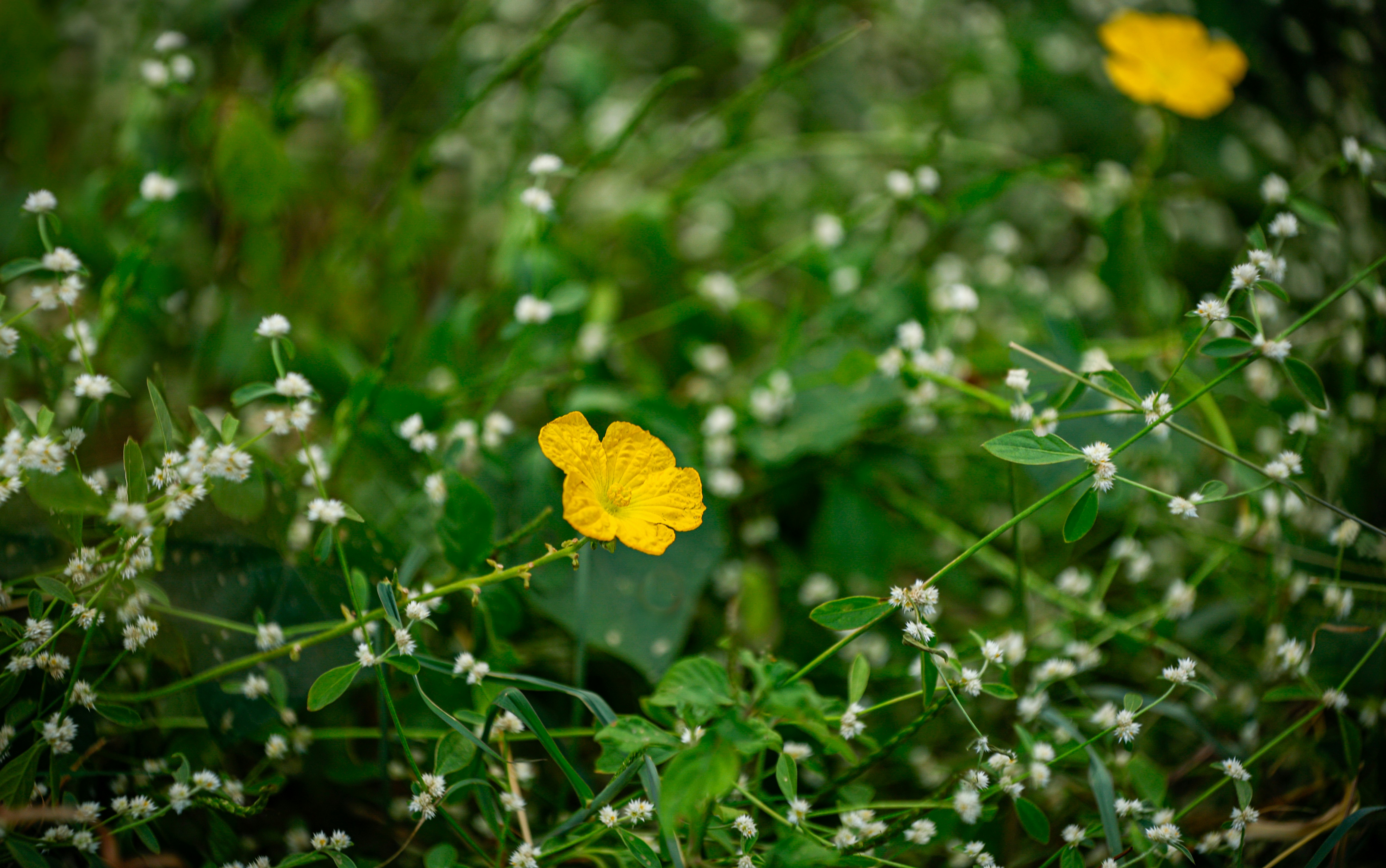 Golden Blossom Amidst Verdant Whispers