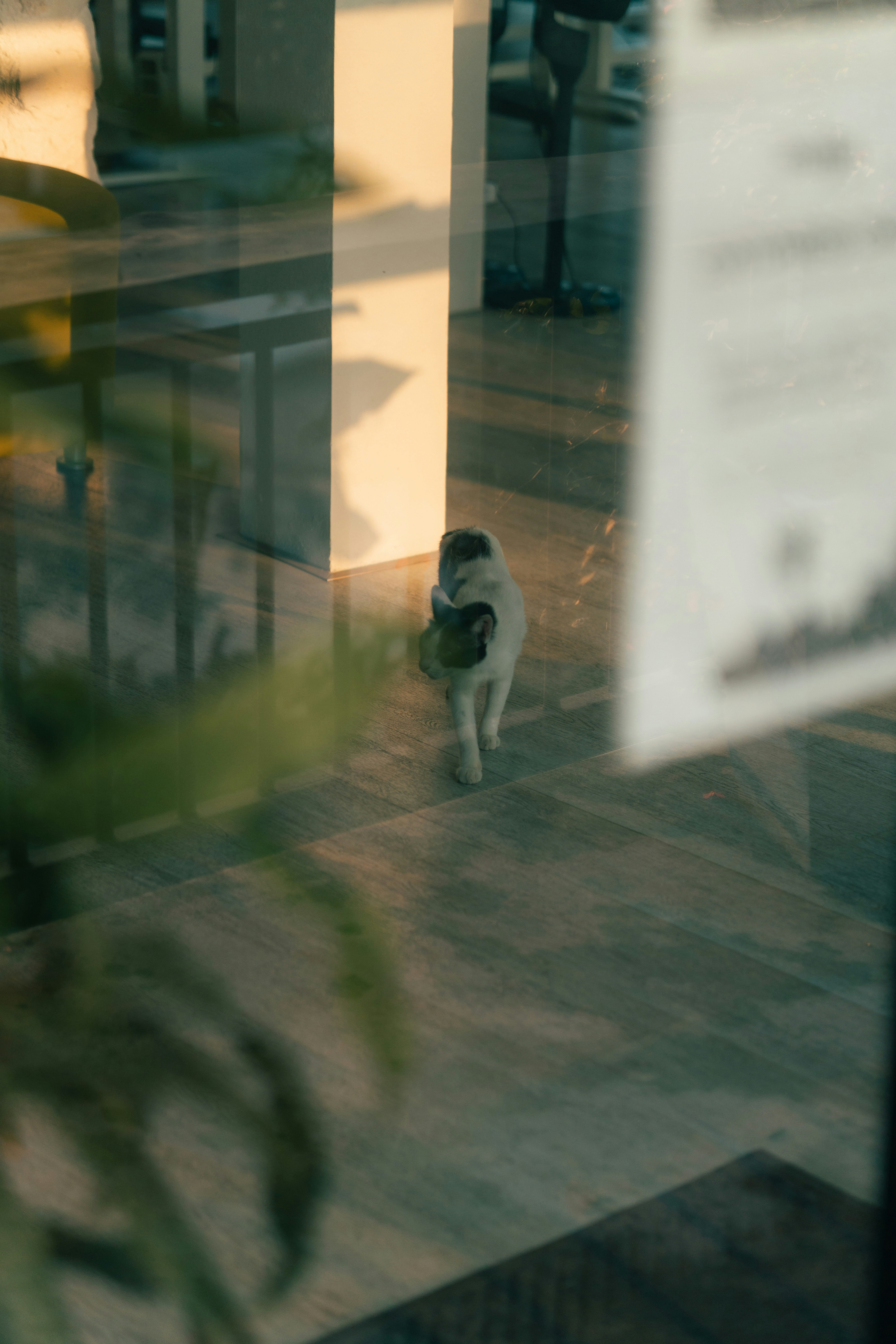 Sunlit Stroll: a curious cat pauses by a glass-walled lobby pillar