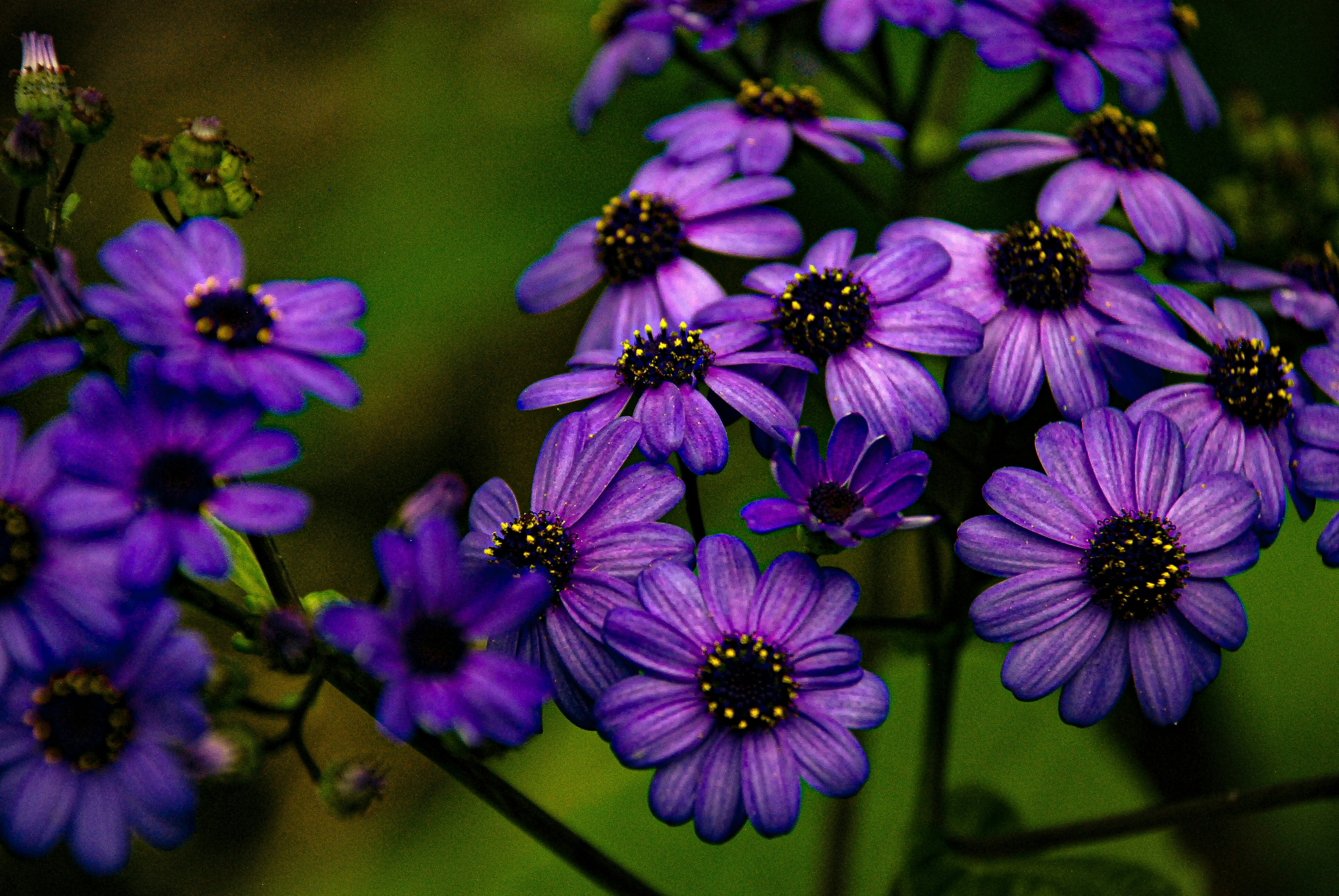 Cluster of vivid purple daisies against a soft green background.