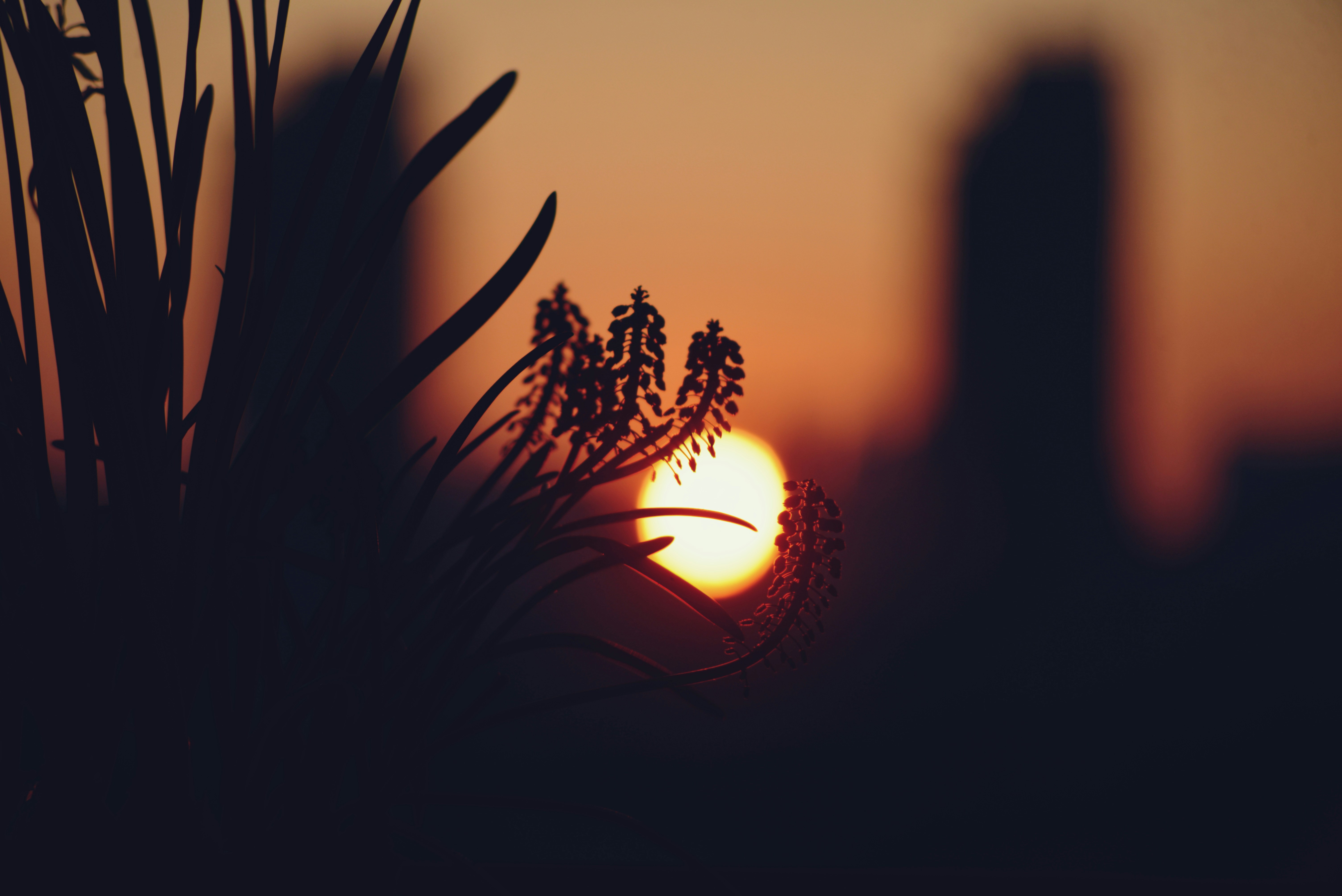 Crimson Sunset Silhouette: Grasses Frame a Horizon Glow