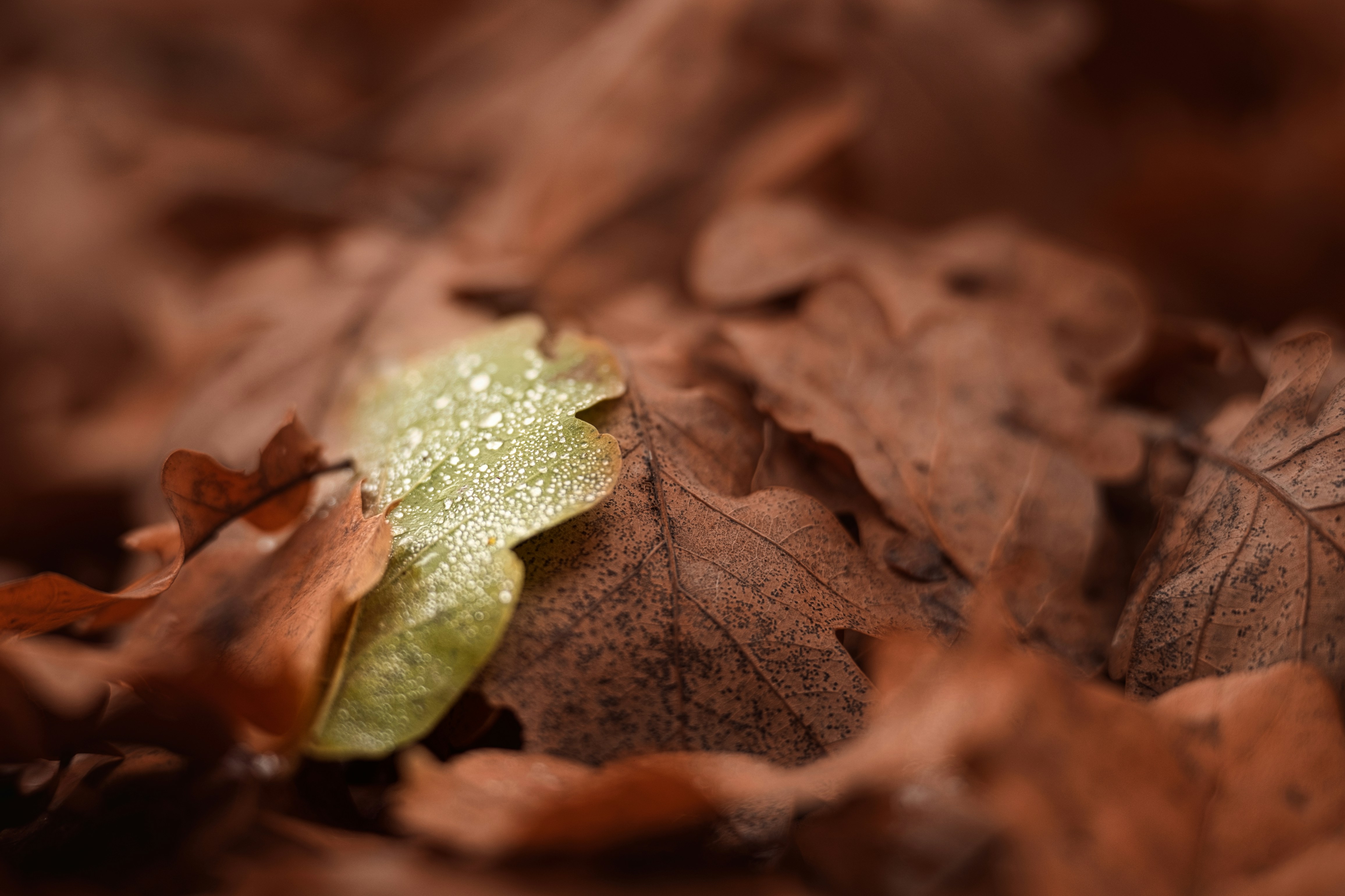 Green leaf with dew drops rests among dry brown leaves.