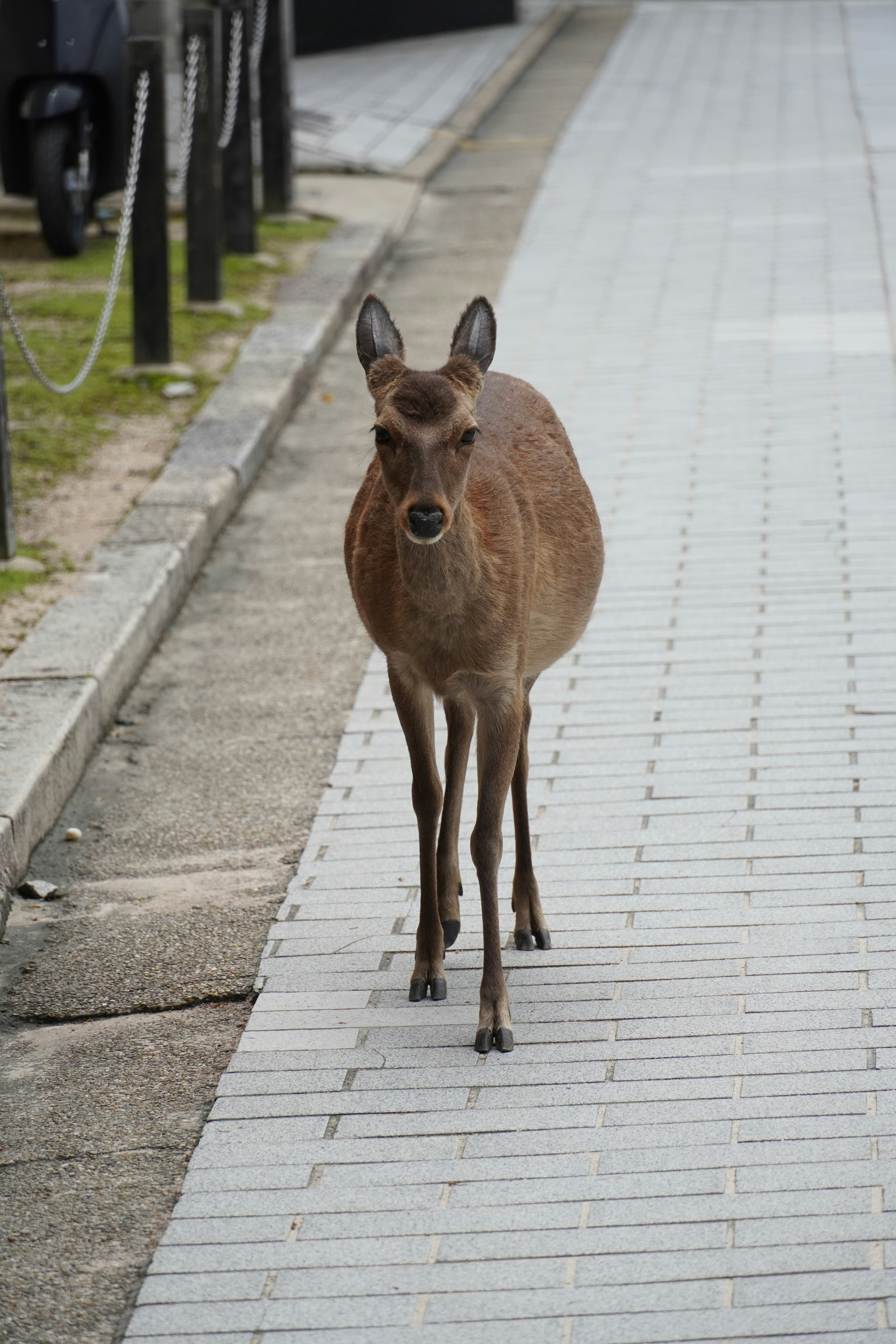 Urban Pause: A Deer Stands Alert on a Quiet City Walk