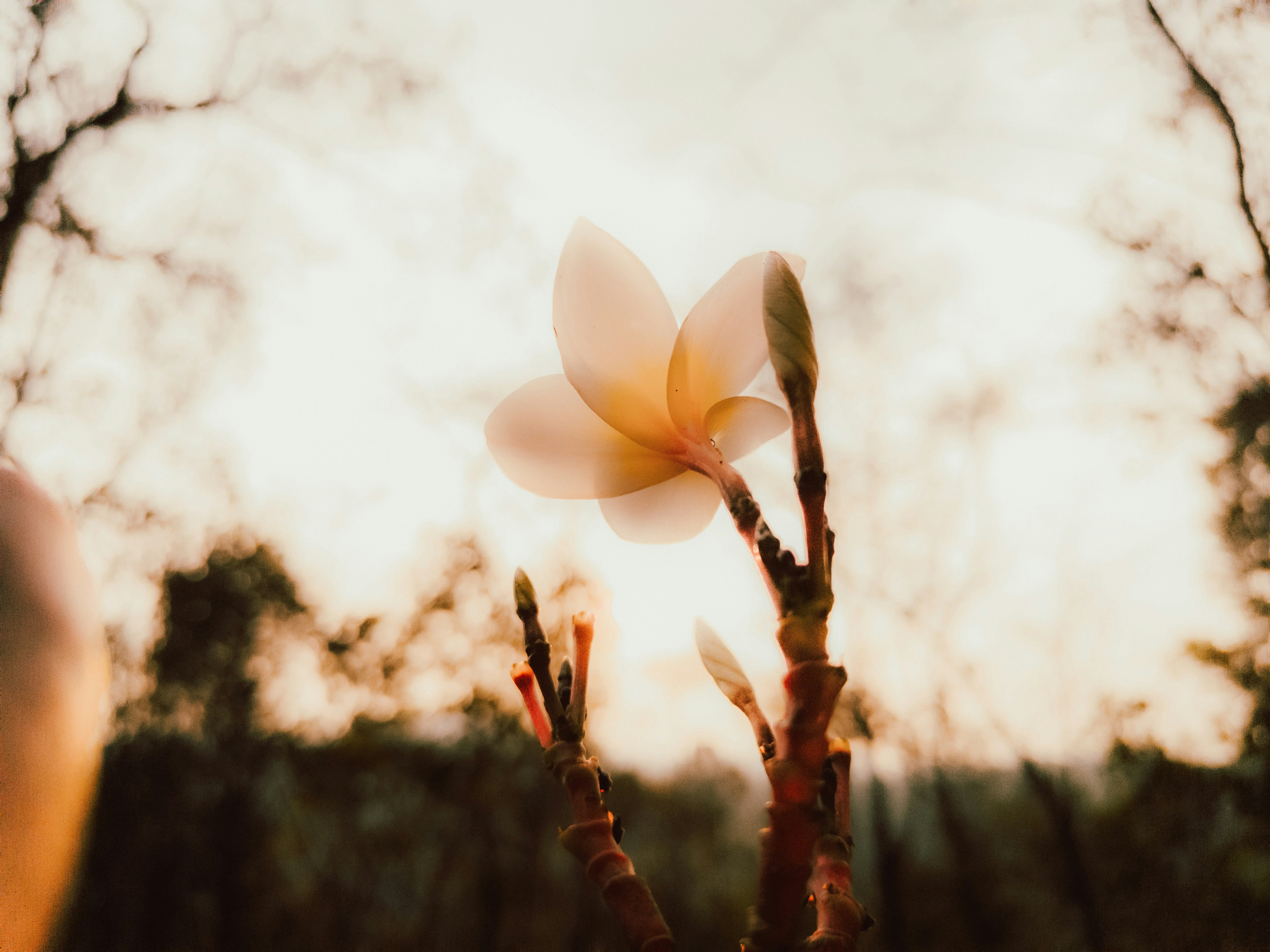 Petals in the Morning Glow