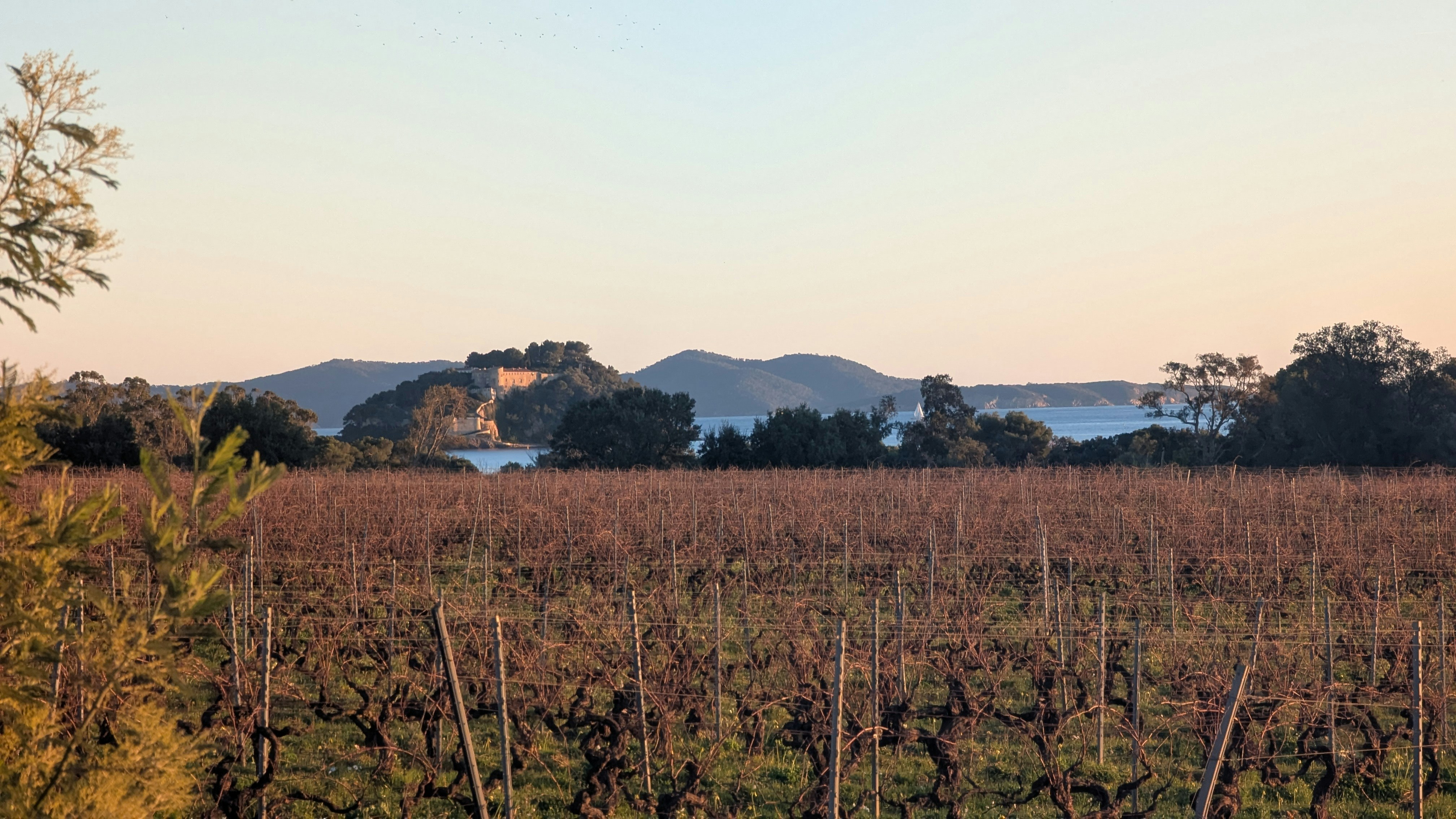 Vineyard with bare vines in foreground and distant islands under a soft evening sky.