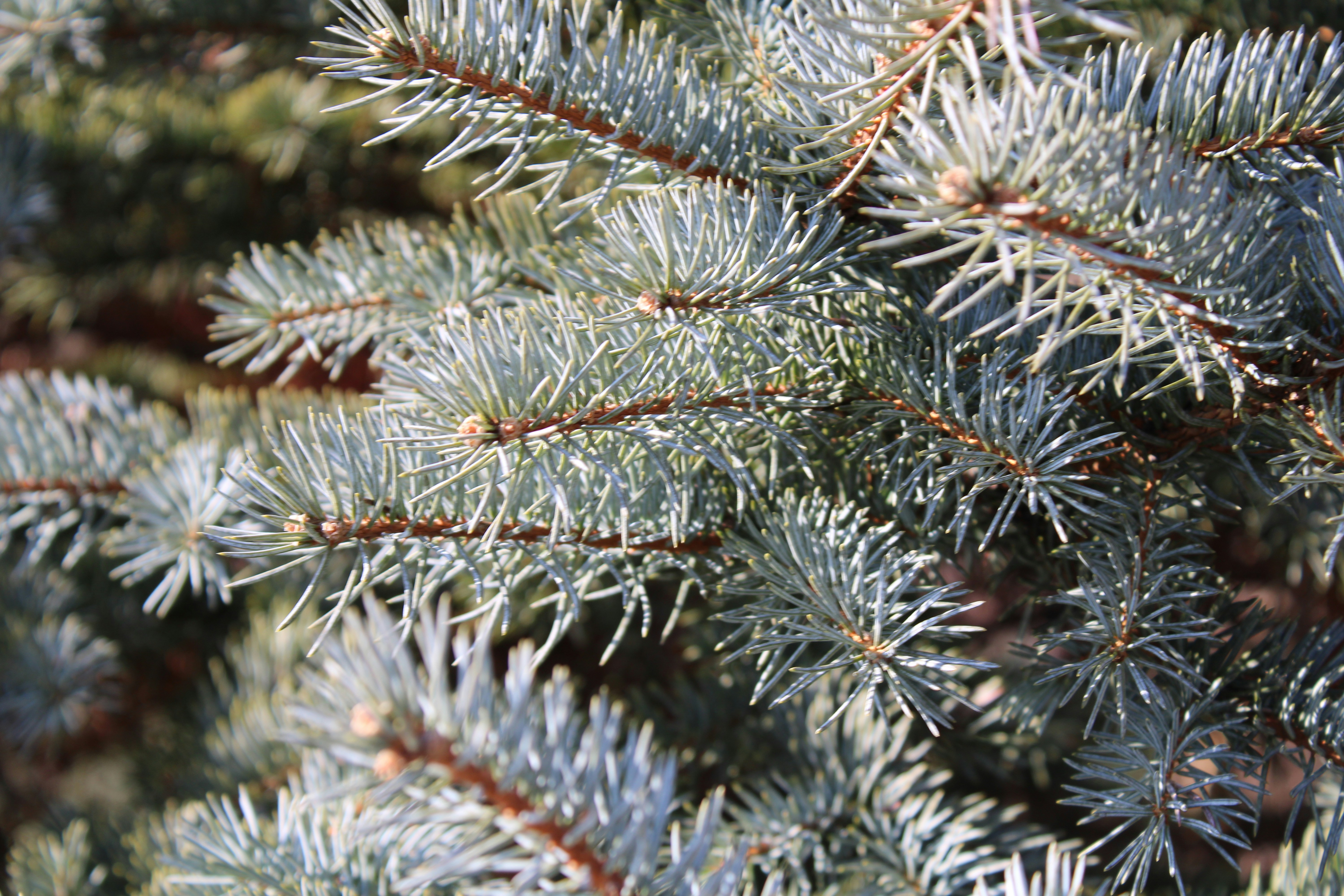 Close-up of blue spruce branches with needle-like leaves in sunlight.