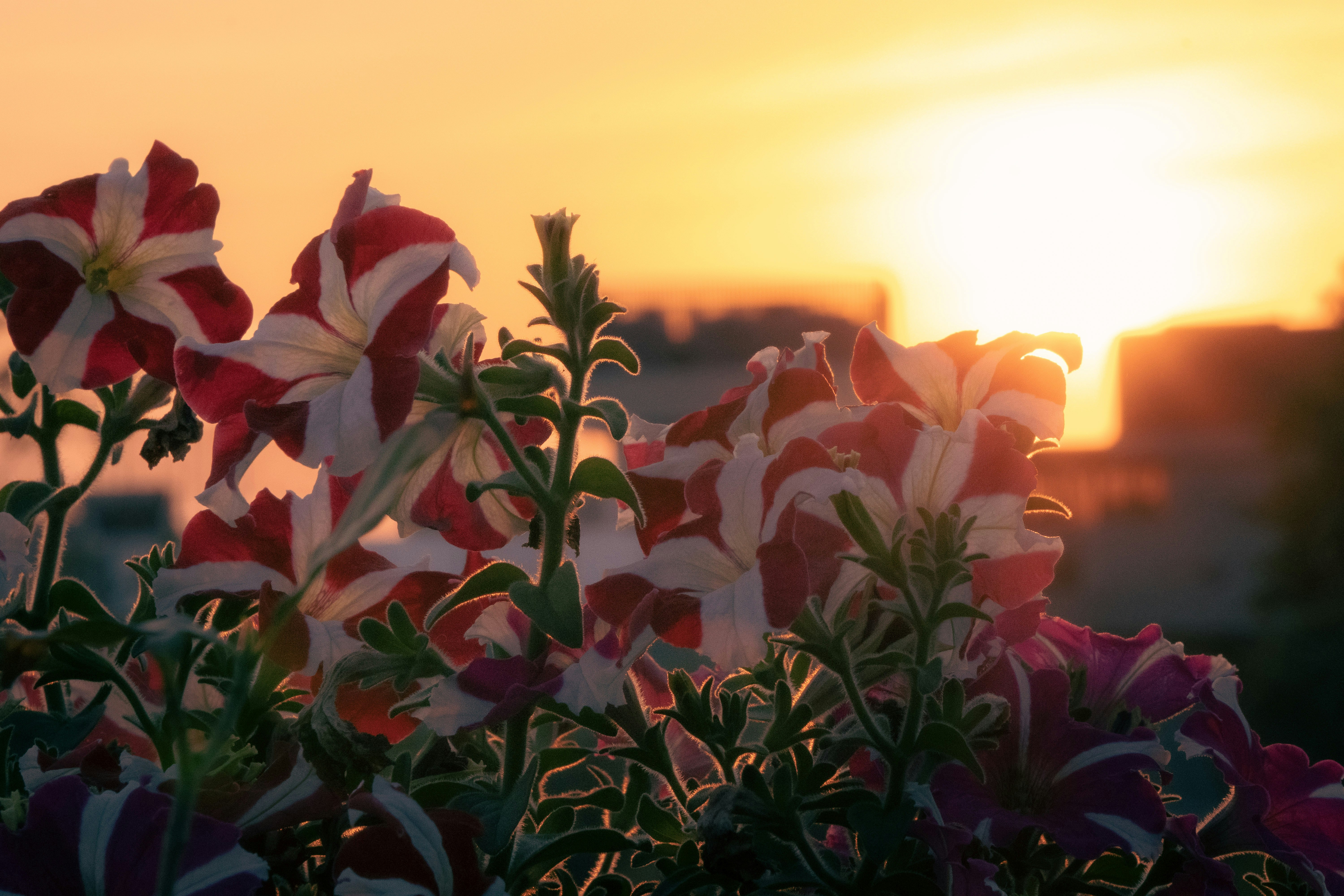 Red and white petunias silhouetted against a vibrant sunset sky.