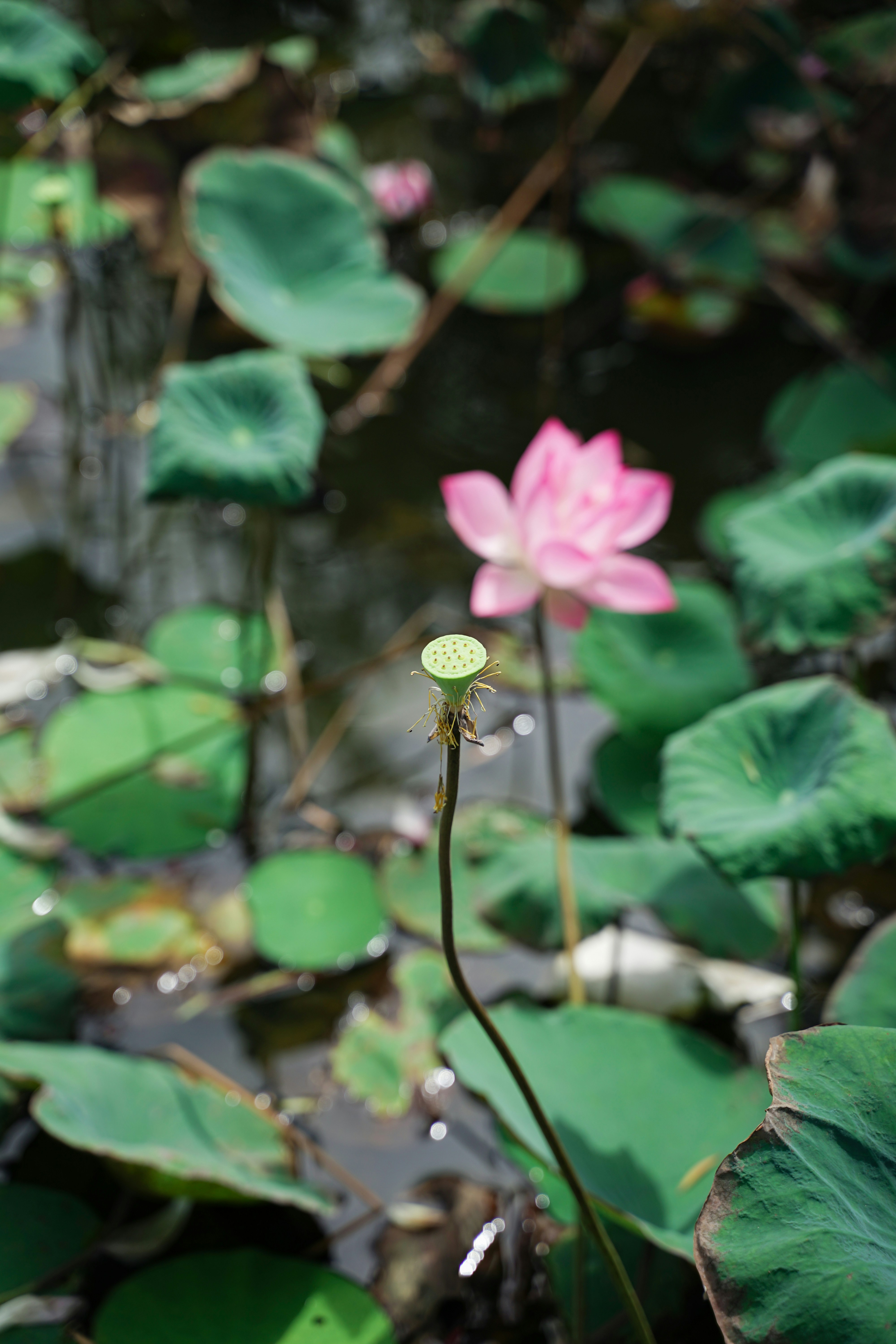 Seed Pod Spotlight: a Quiet Lotus Portrait Among Green Pads