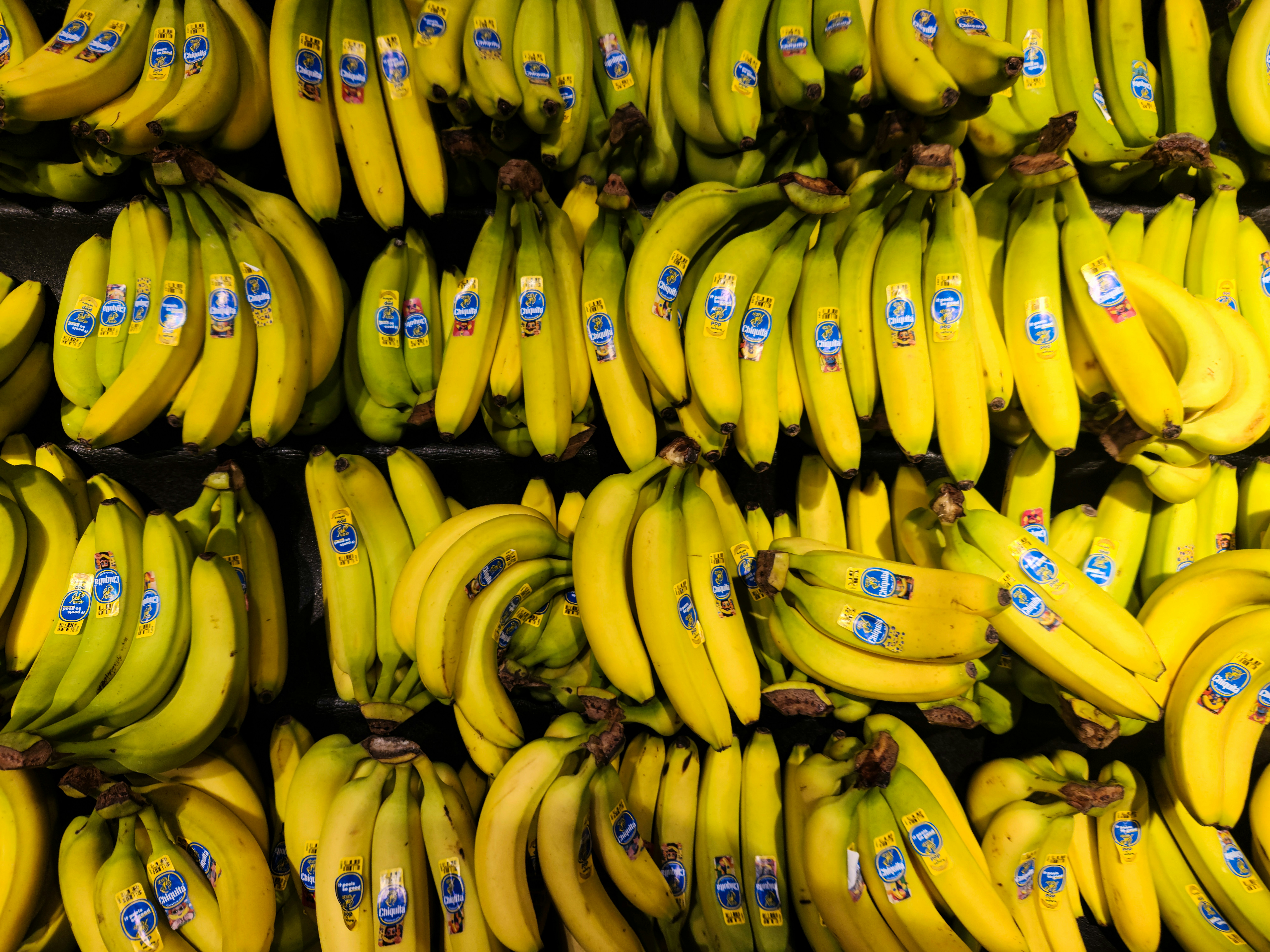 Bunches of Cavendish bananas neatly arranged in a grocery store, showcasing their bright yellow peels and retail labels.