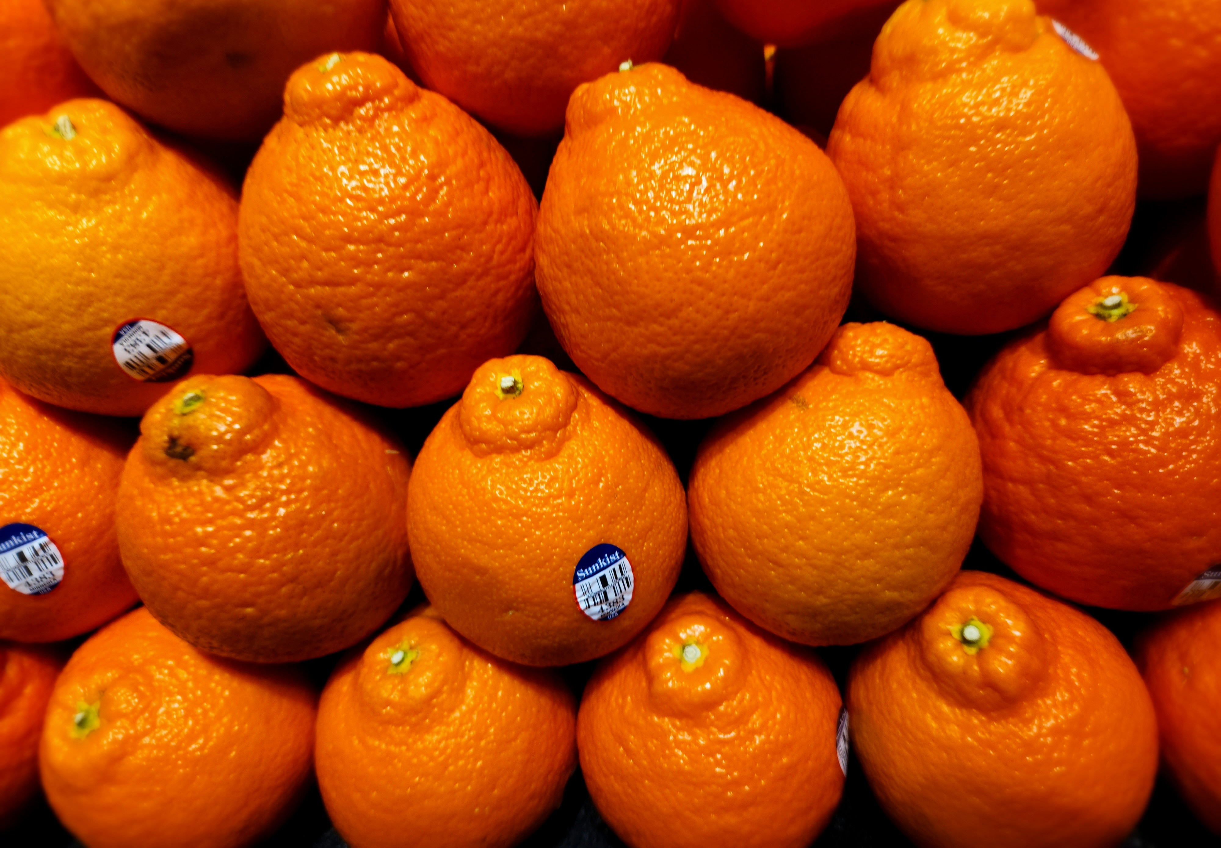 This image features Dekopon, also known as Sumo Citrus, an oversized mandarin variety prized for its sweetness and ease of peeling. Originating in Japan, Dekopons are renowned for their vibrant orange color, seedless flesh, and juicy, tangy flavor. Unlike other citrus fruits, Sumo Citrus has a distinctive top knot, adding to its unique appearance. These fruits have become increasingly popular worldwide due to their excellent taste and high quality. A favorite among citrus enthusiasts, they are commonly found in premium fruit displays in grocery stores.