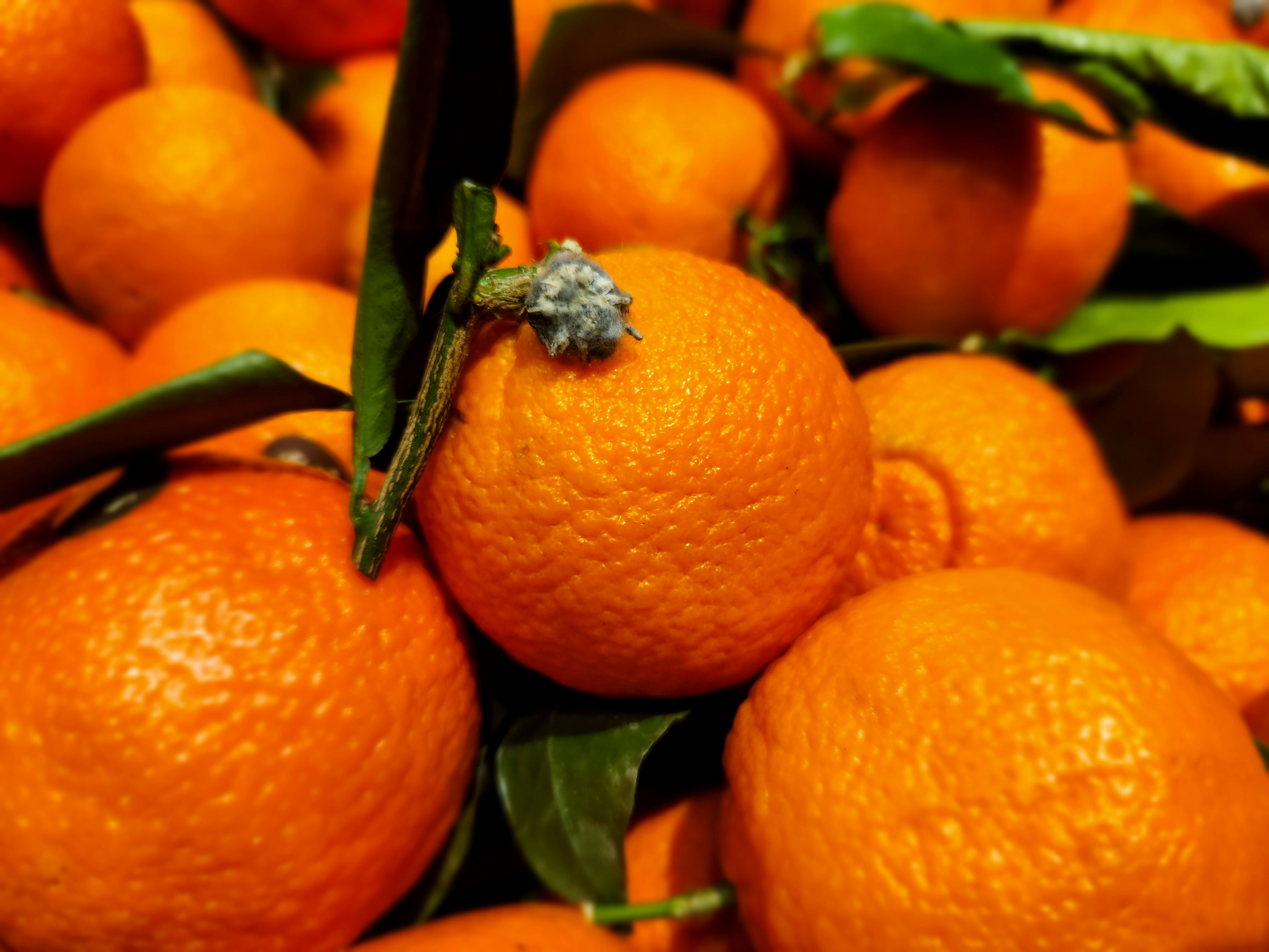 Fresh oranges with glossy leaves, showcasing vibrant color and texture in a market setting.