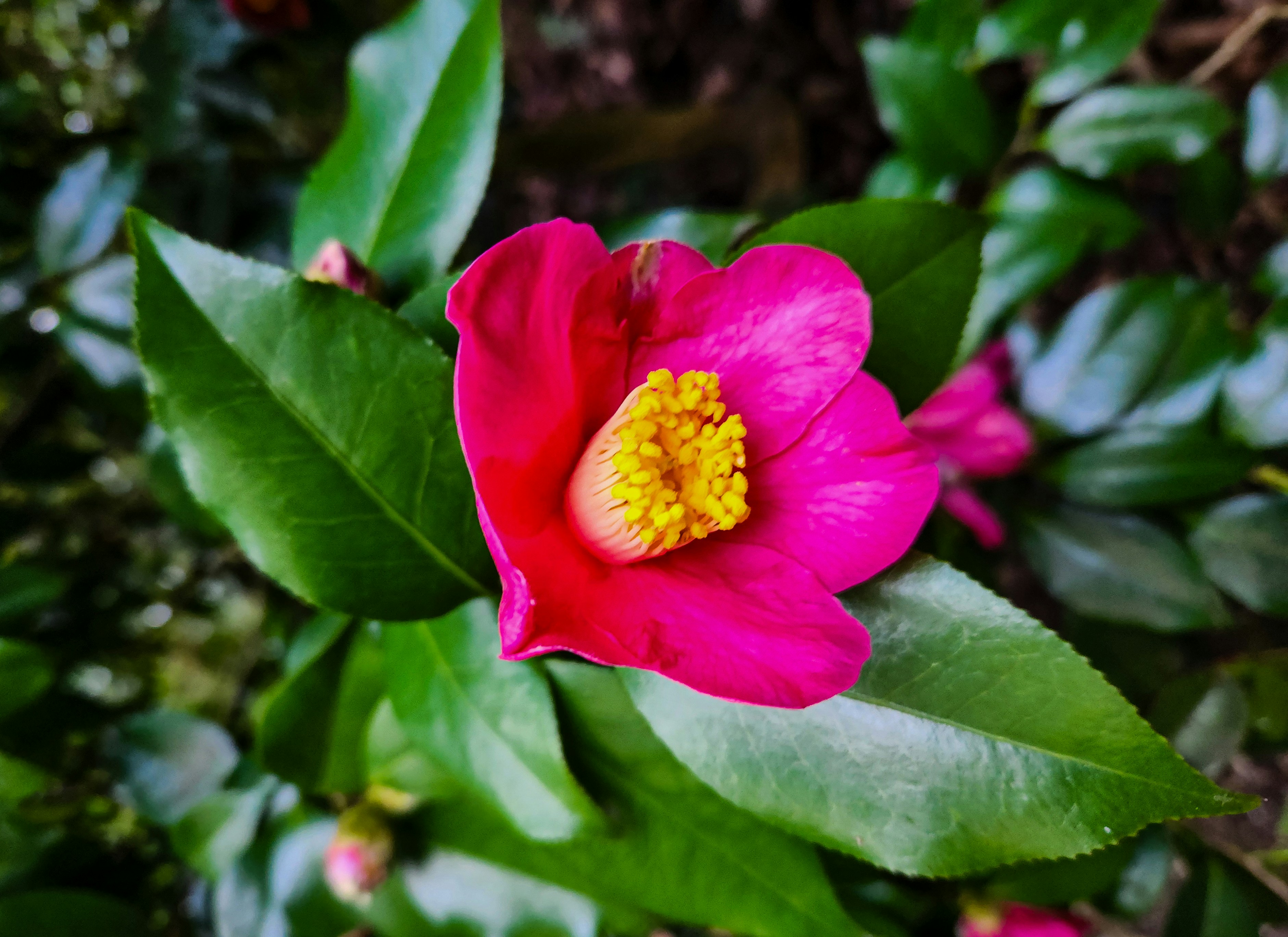 Bright pink camellia flower with vivid yellow stamens amidst glossy green leaves.