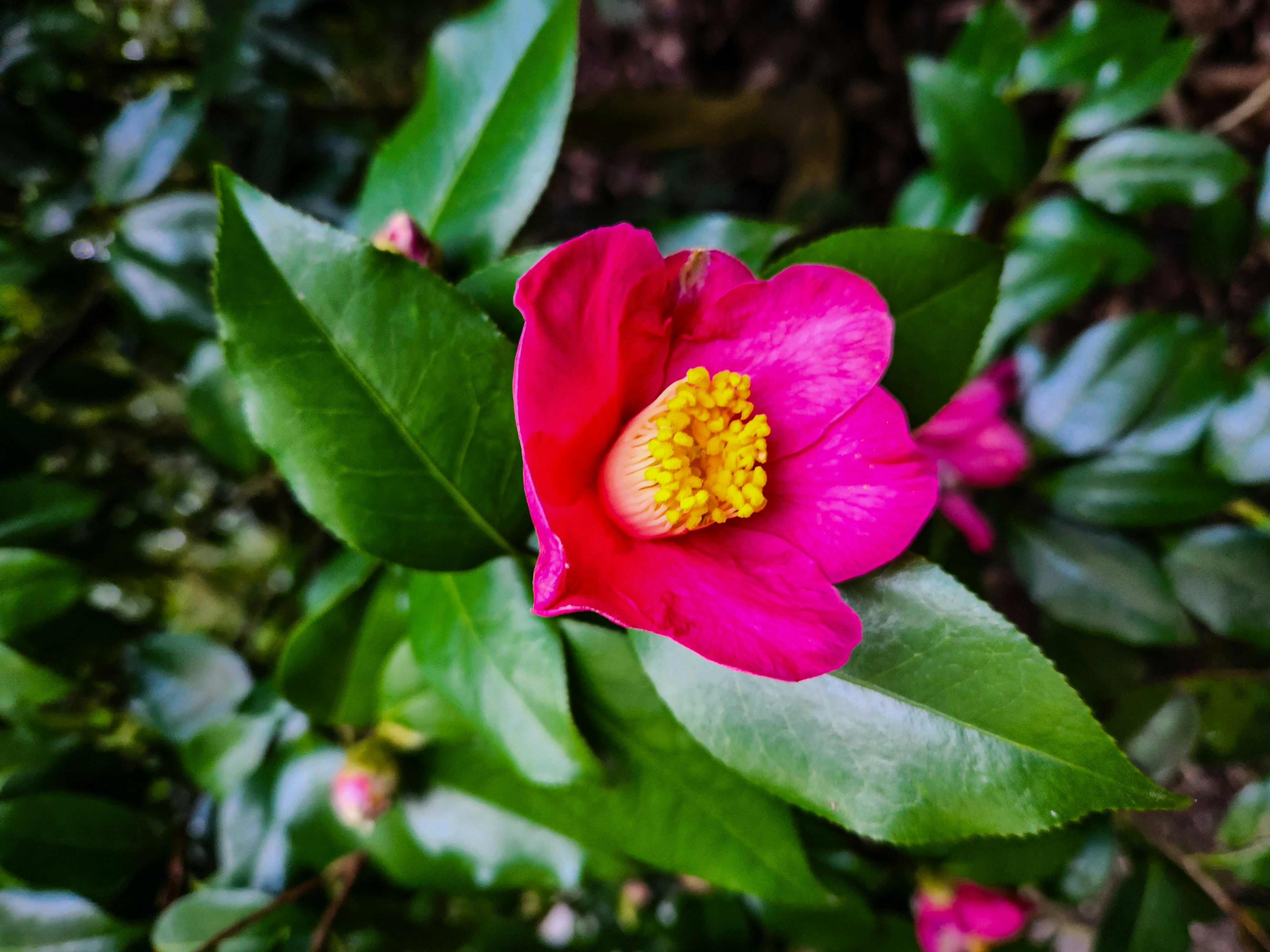 Bright pink Camellia sasanqua bloom surrounded by glossy green leaves.