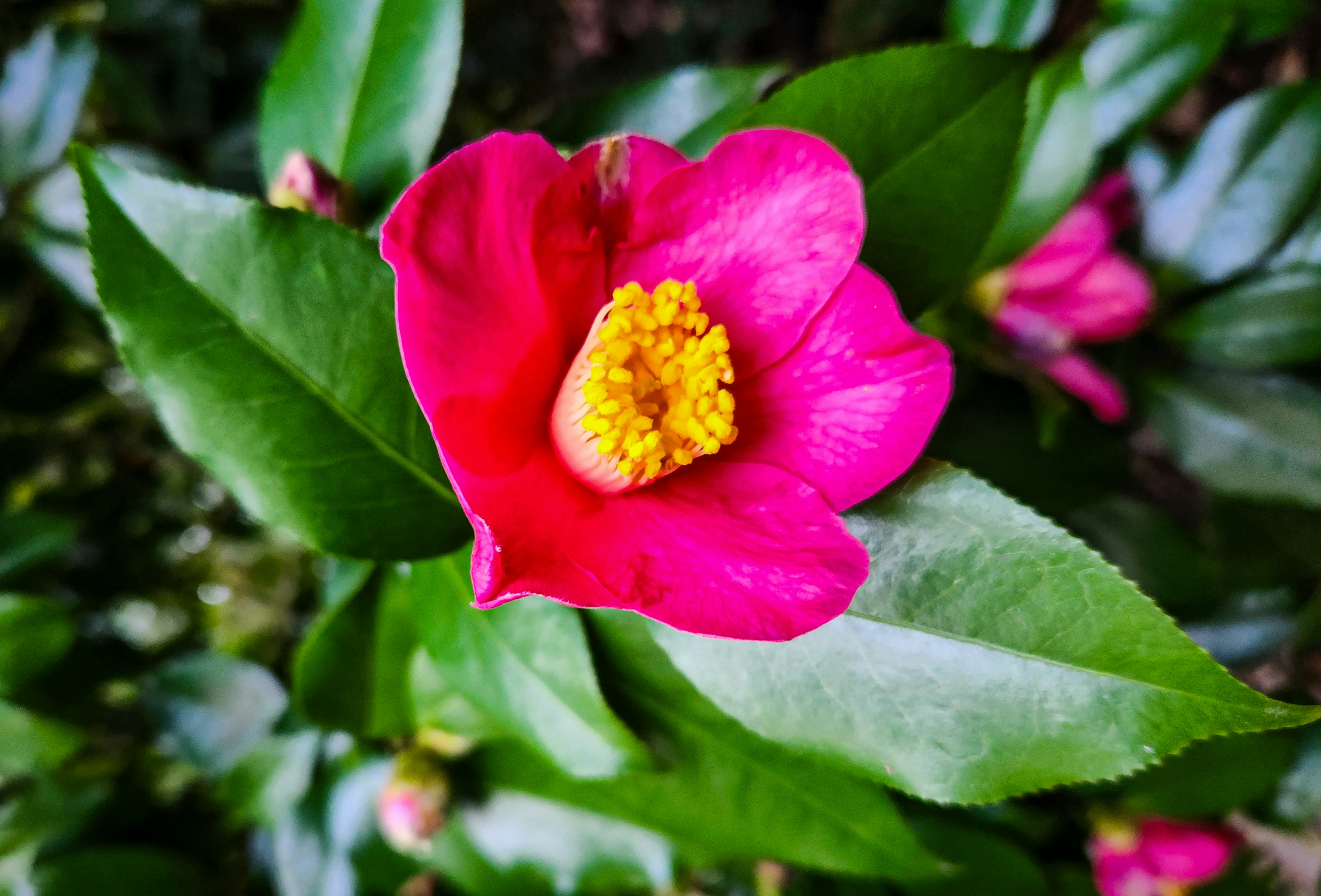 Vibrant Camellia Blossom Amidst Lush Greenery
