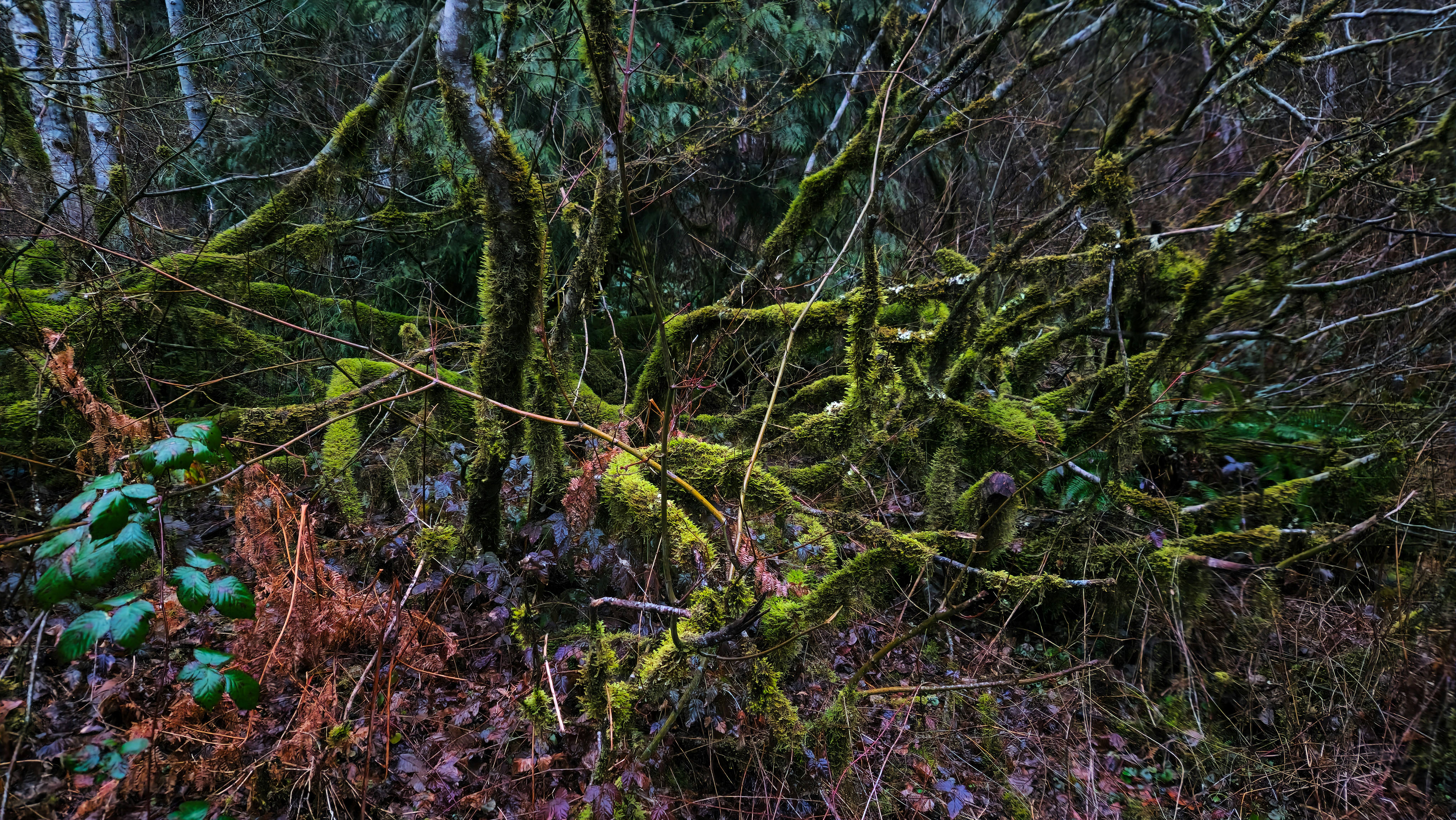 Verdant Moss Lattice in a Quiet Forest Understory