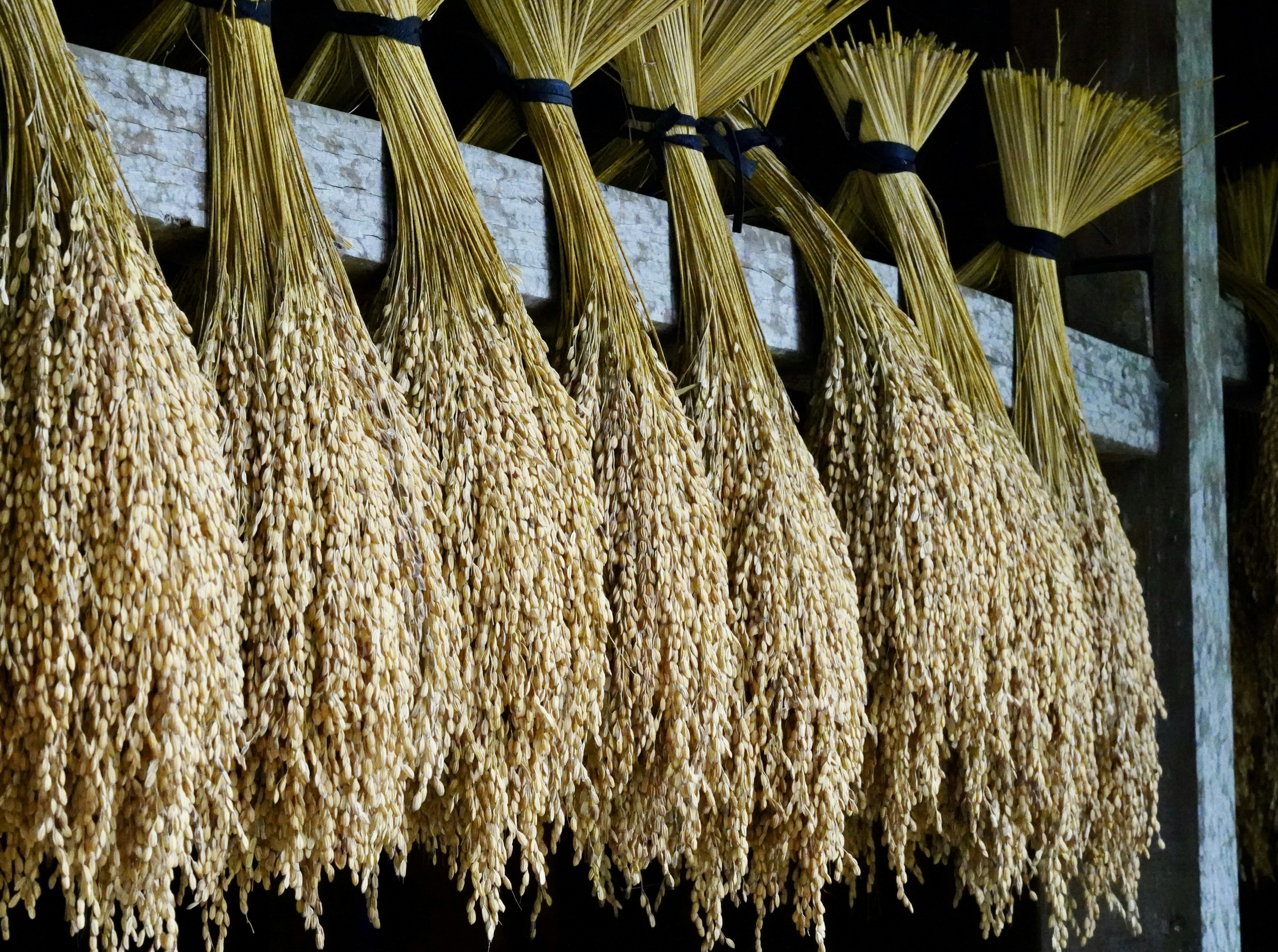 Rice is drying on racks in the image. photo – Free Food Image on Unsplash