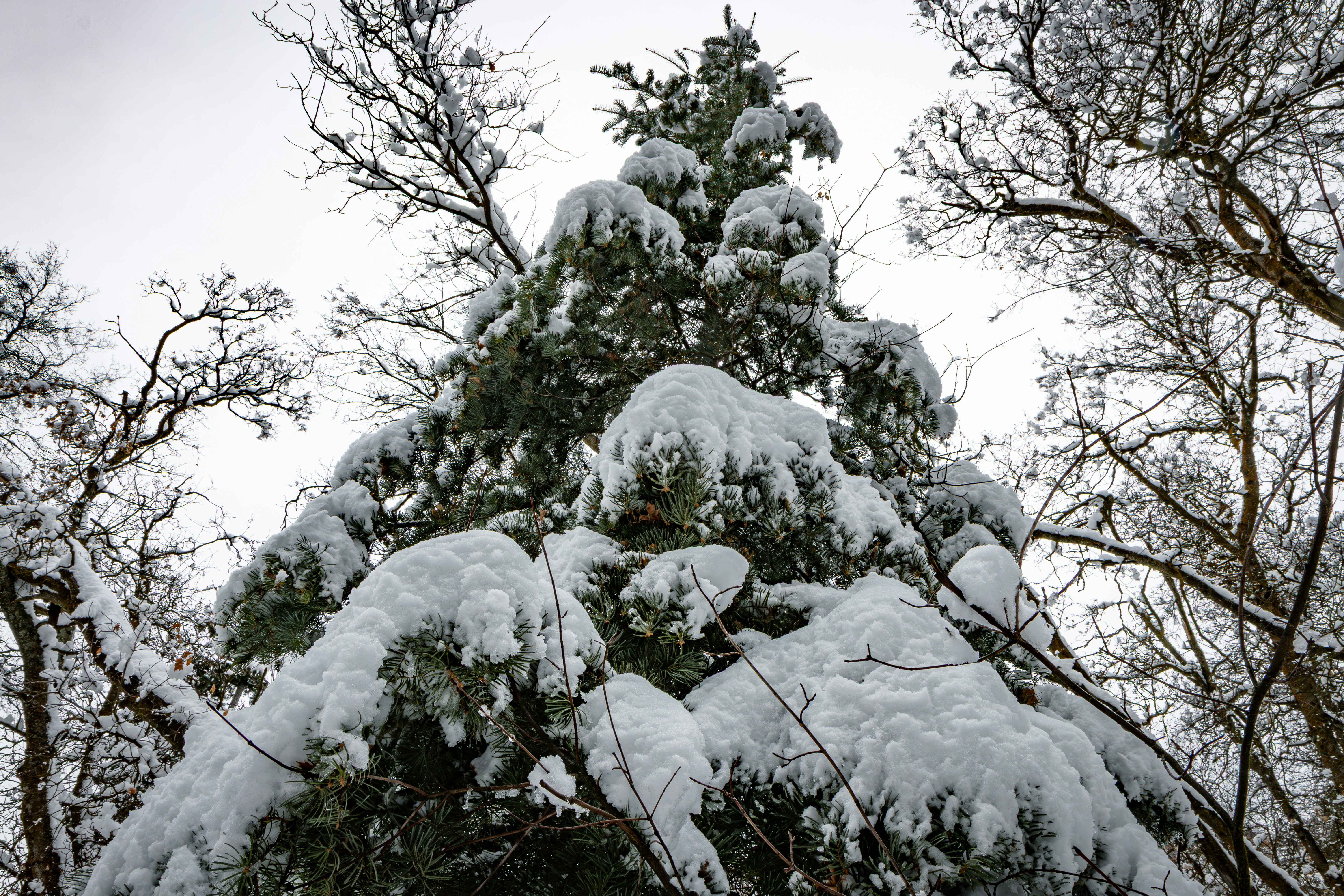 Snow-Crowned Needle Pine Reaching Toward Winter Sky