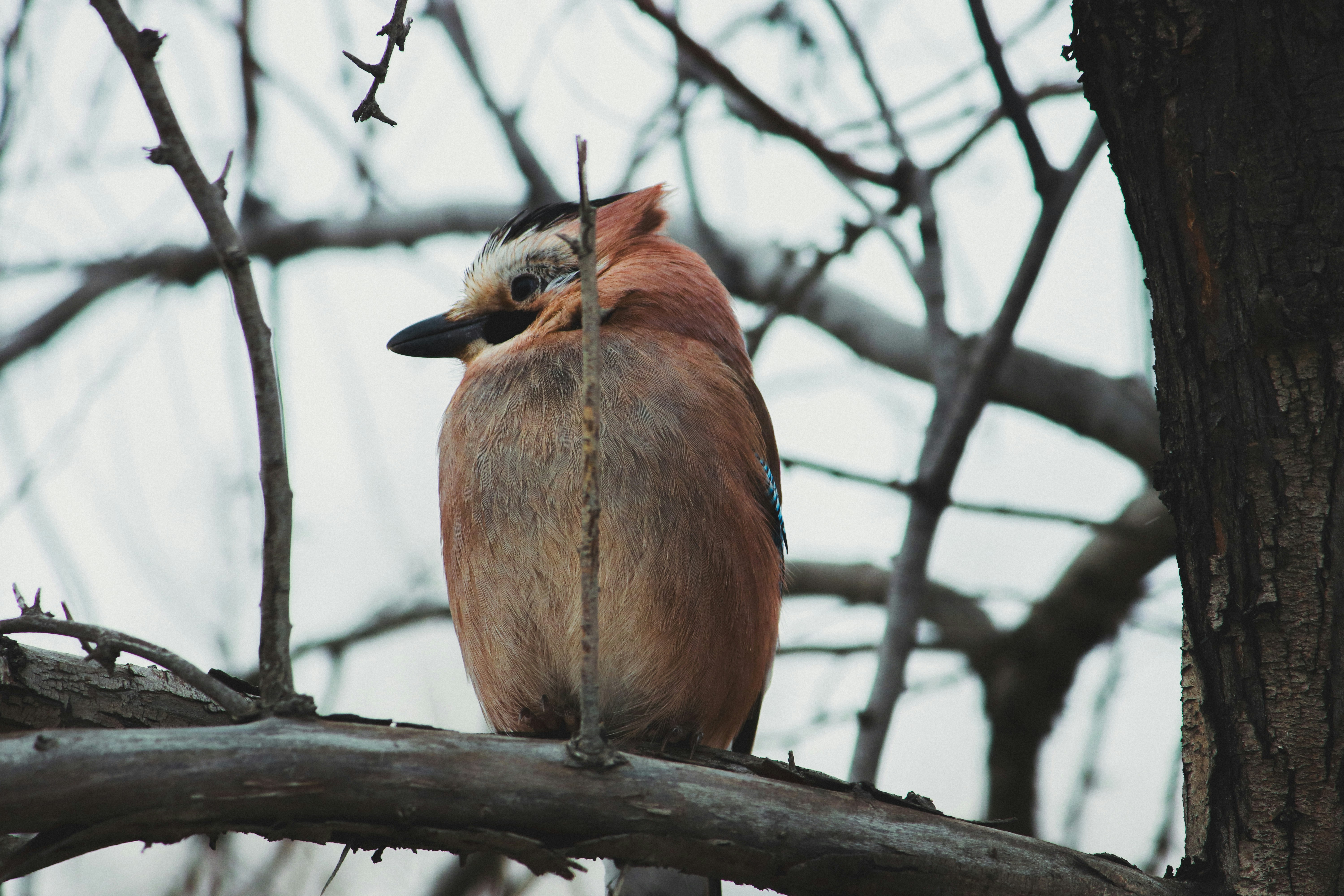 Whispers of the Woodland: A Jay's Vigil