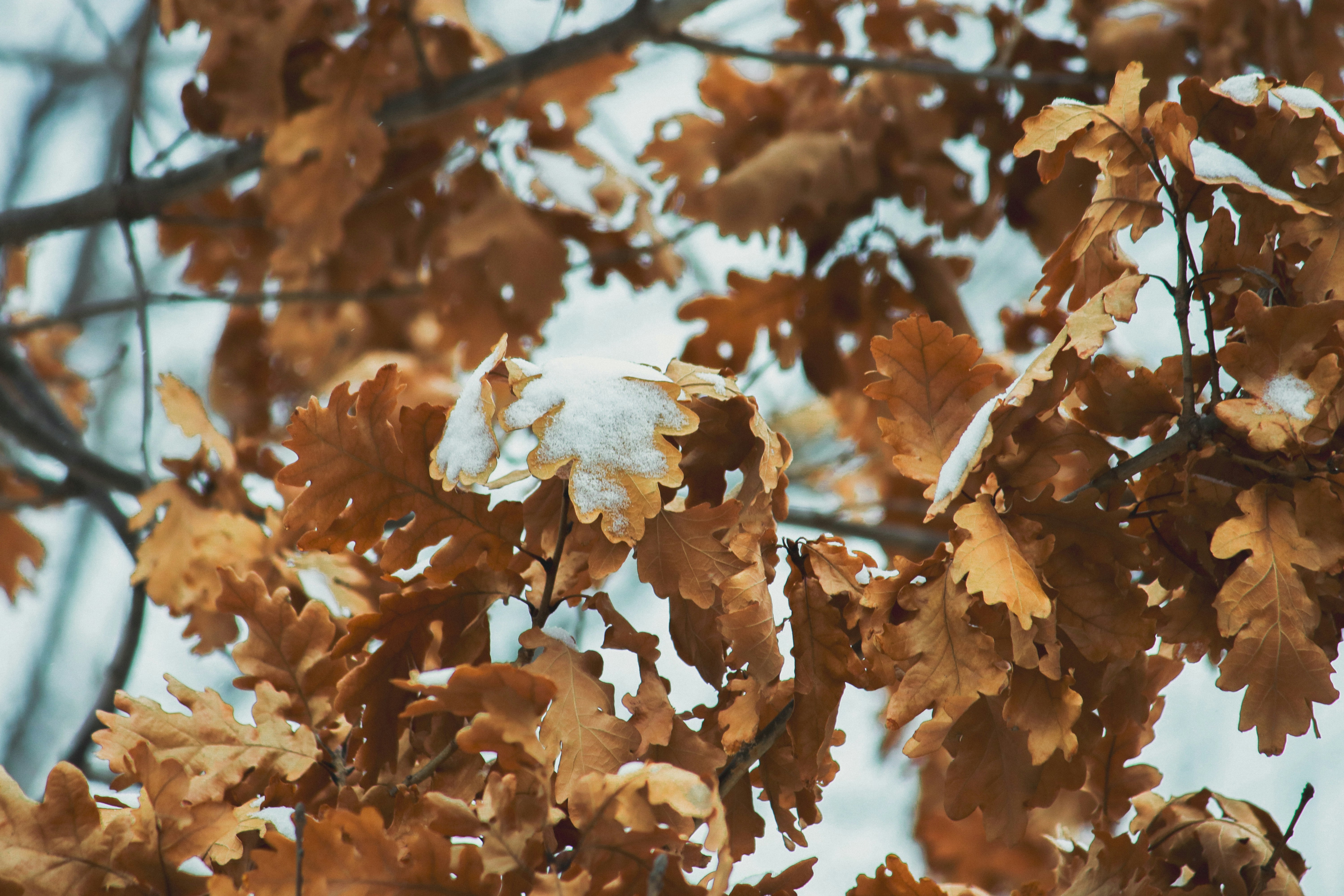 Snow-dusted oak leaves cling to branches under a muted winter sky.