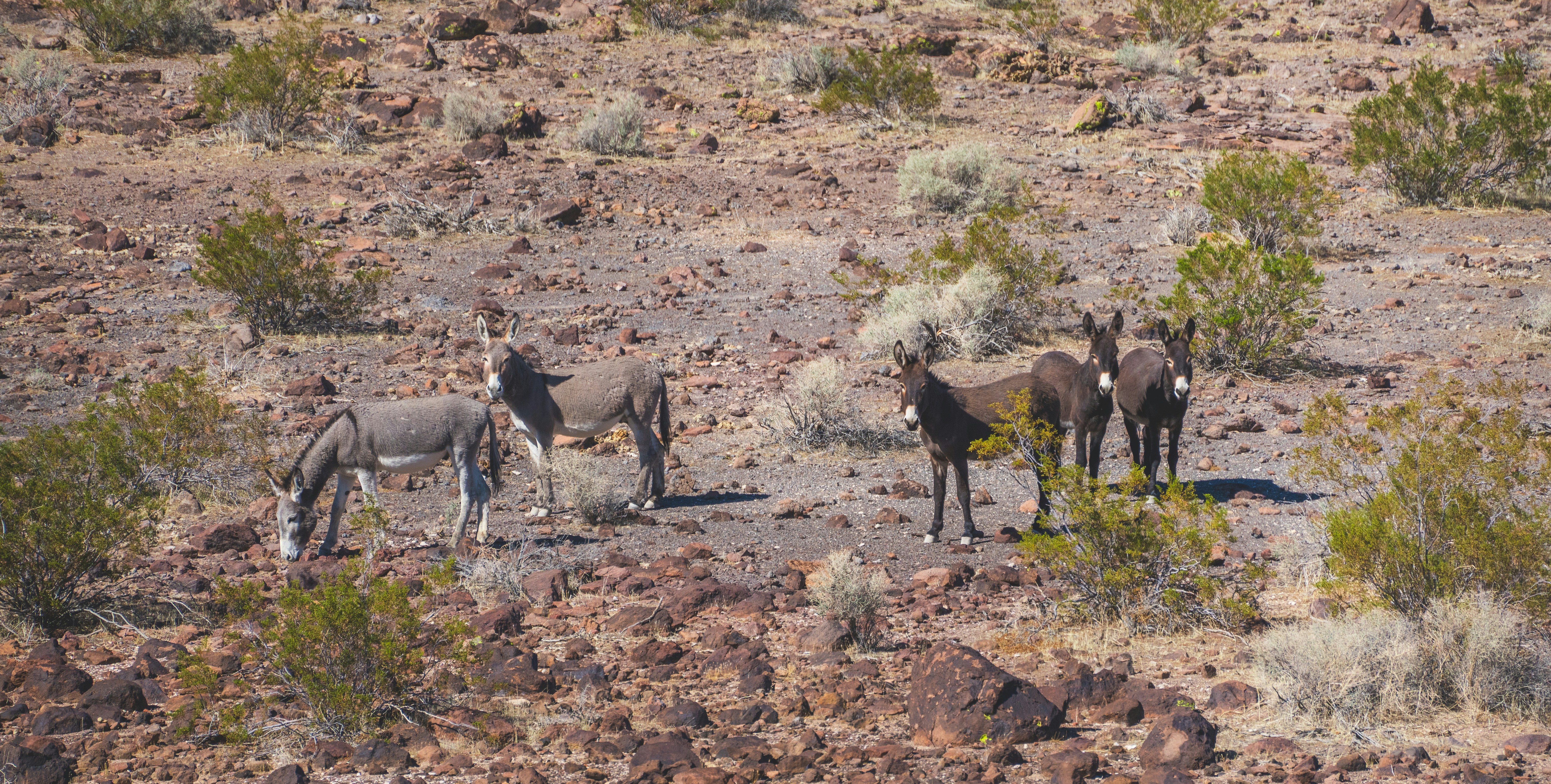 Five donkeys stand among sparse vegetation in a rocky desert landscape.