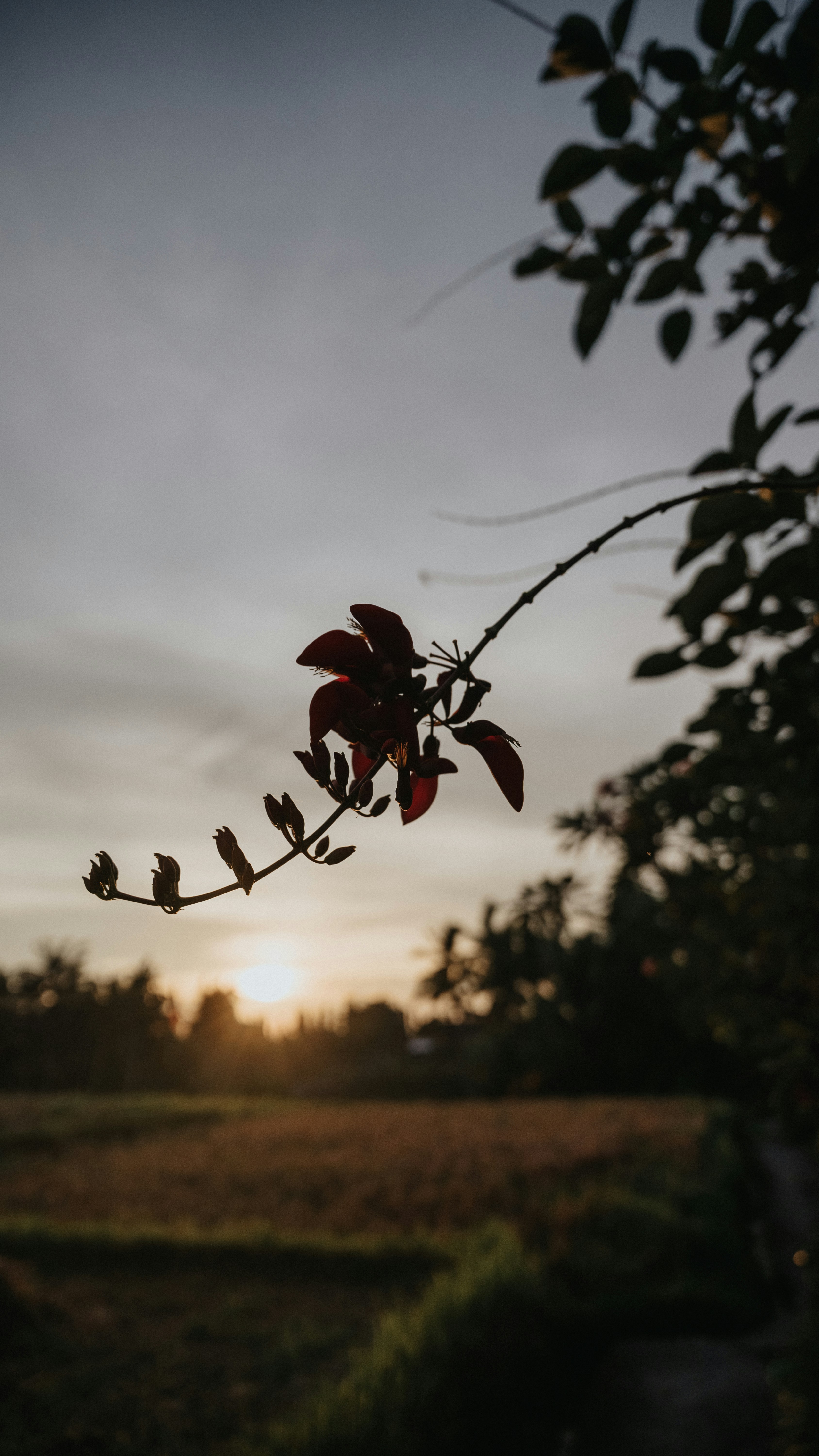 Crimson Leaf on a Curling Vine at Sunset