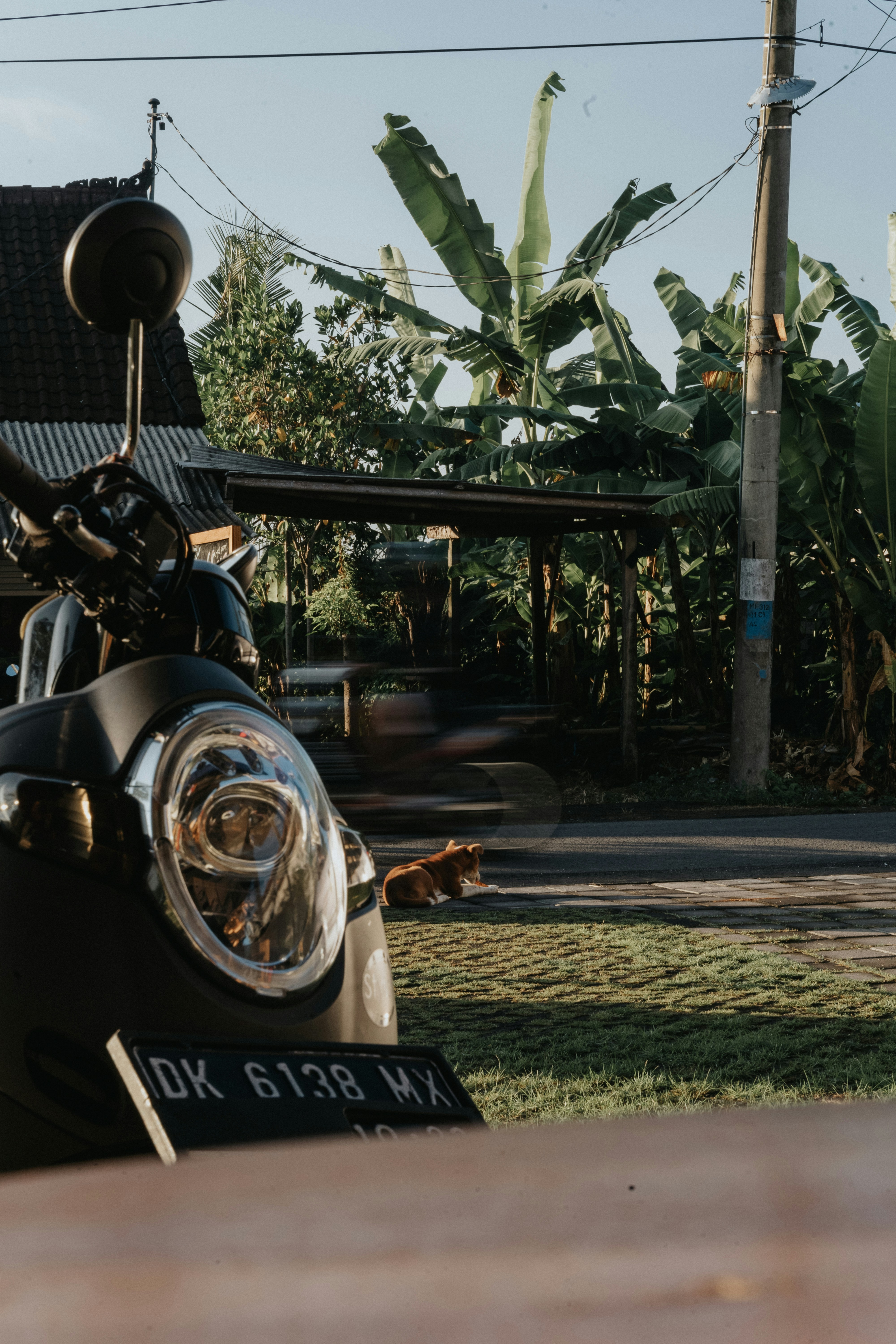 Sunlit Streetside Pause: A Motorcycle, Banana Grove, and a Quiet Cat