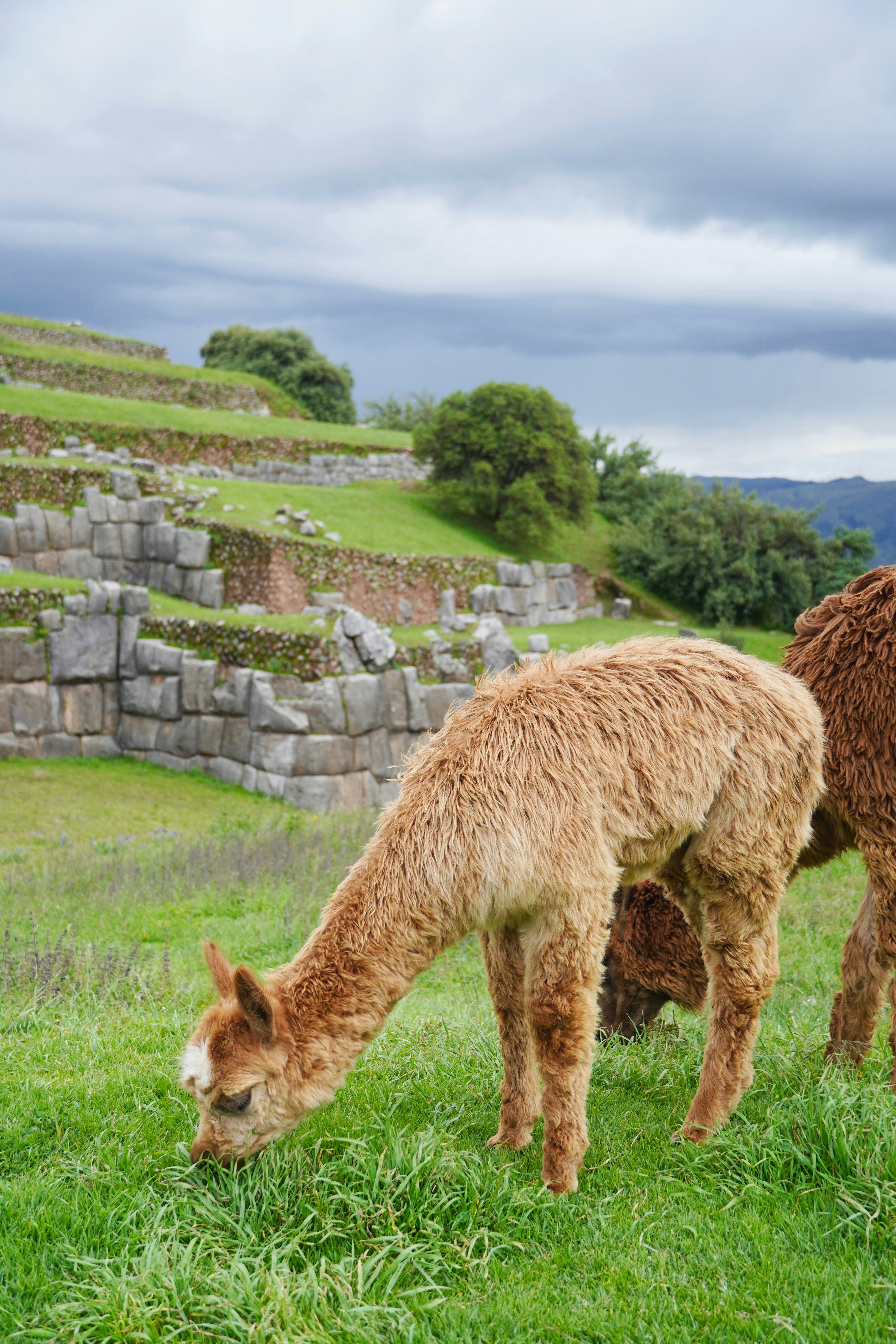 Pasture Guests: Llamas Grazing Beneath Ancient Terraces