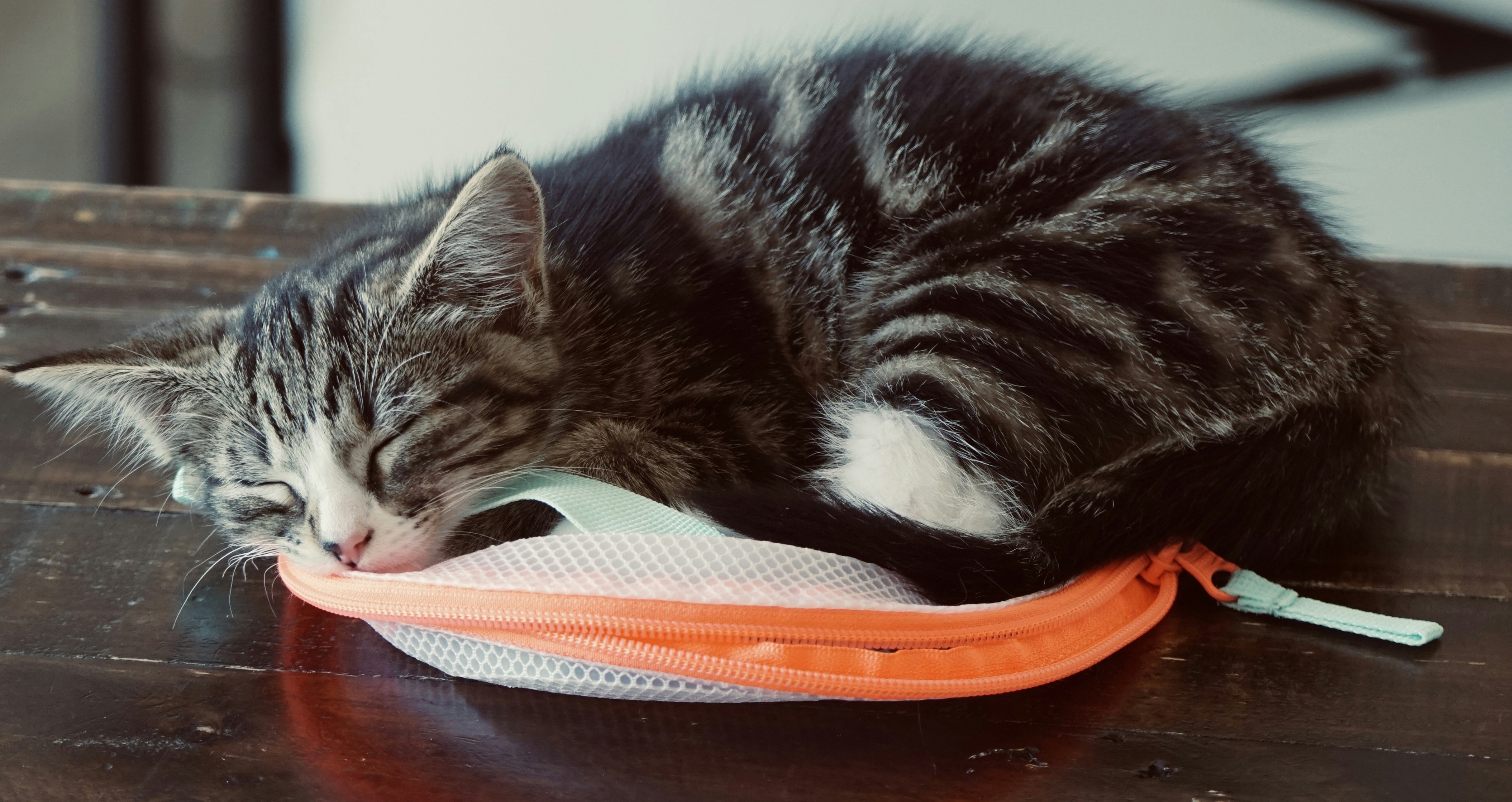 Nap on the Orange Zip: A Kitten's Quiet Moment on Wood