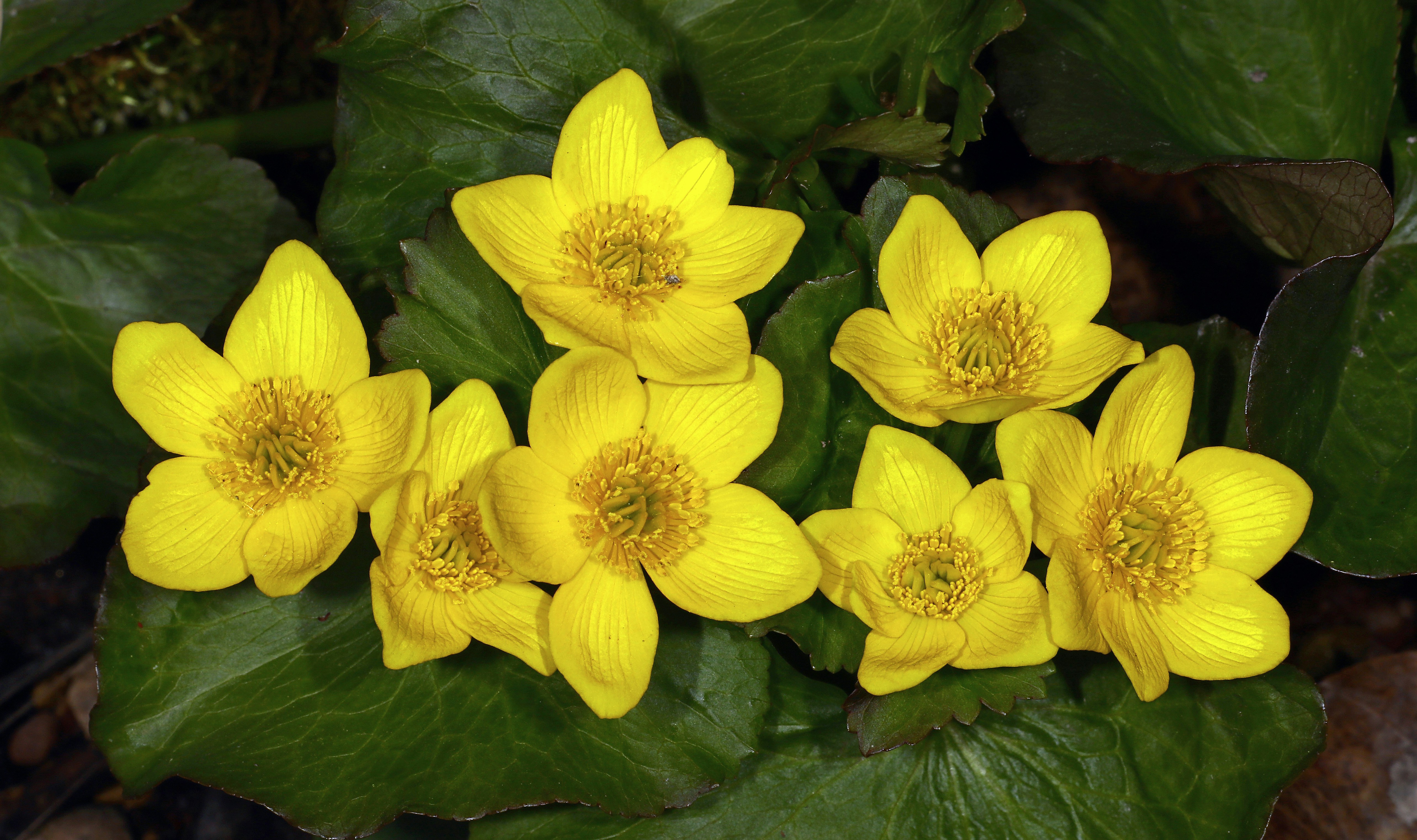 Golden Blooms in Verdant Haven