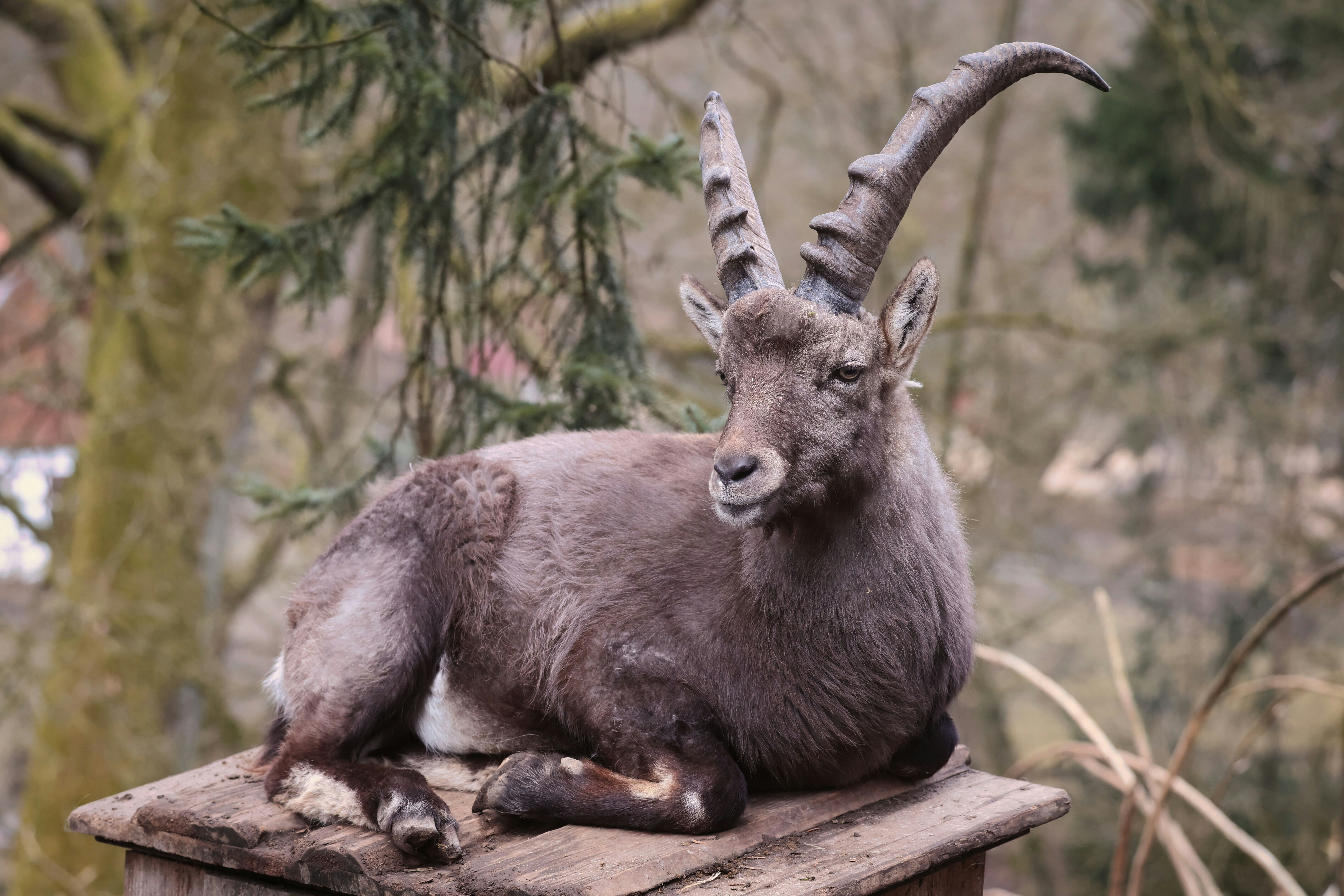 Alpine ibex lounging on a wooden platform with forest backdrop.
