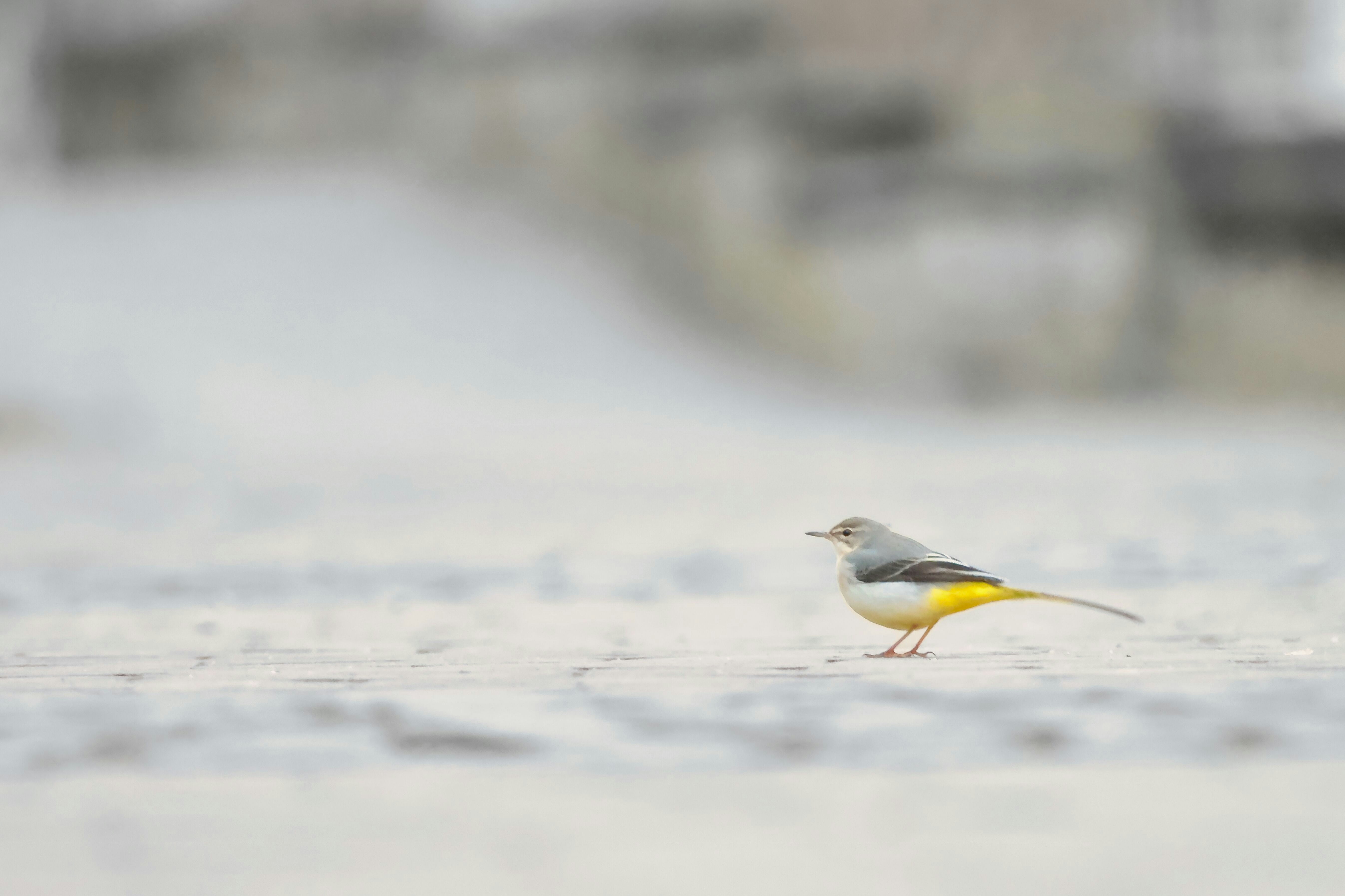 Solitary Bird Amidst Urban Softness