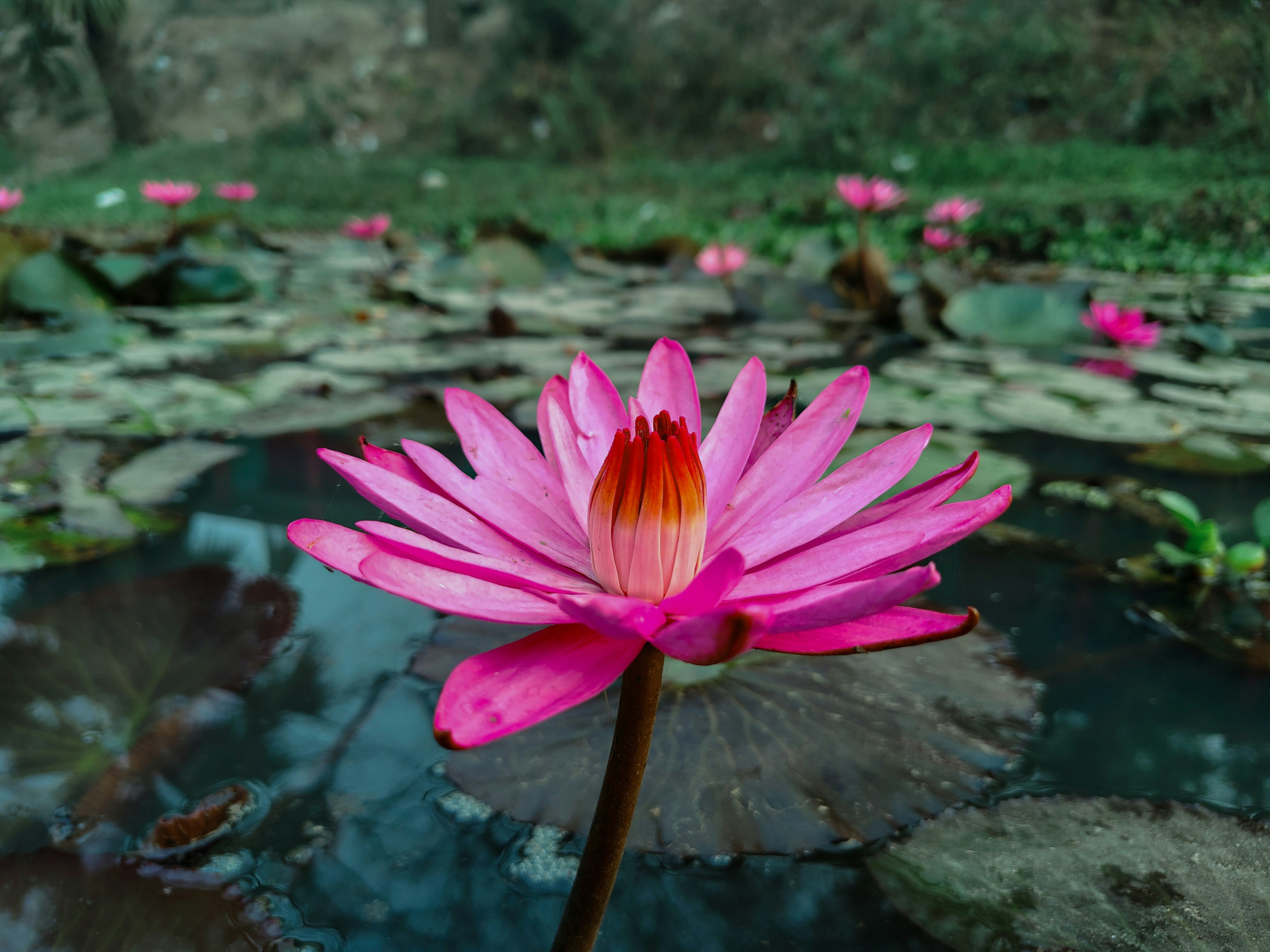 Even in the darkest waters, beauty finds a way to bloom.