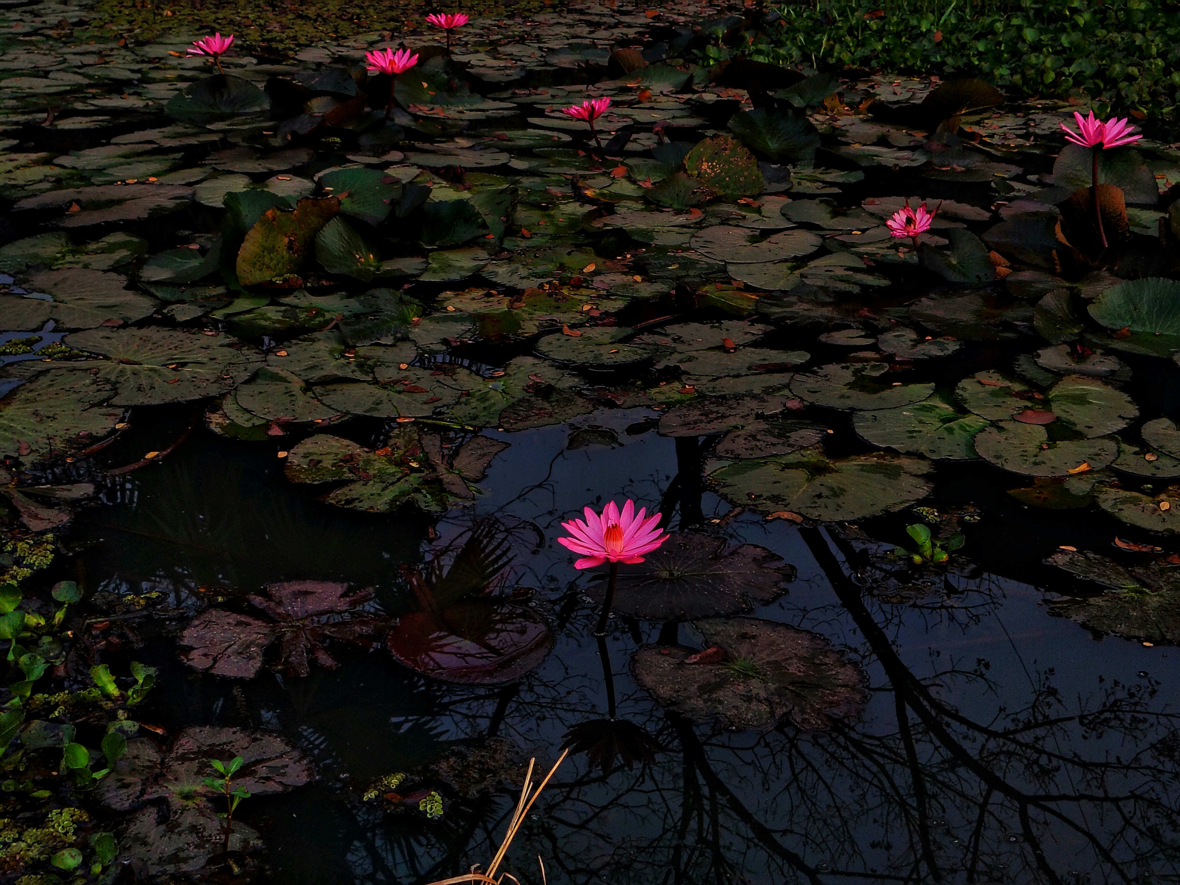 Pink water lilies floating on a dark, leafy pond surrounded by hints of greenery.