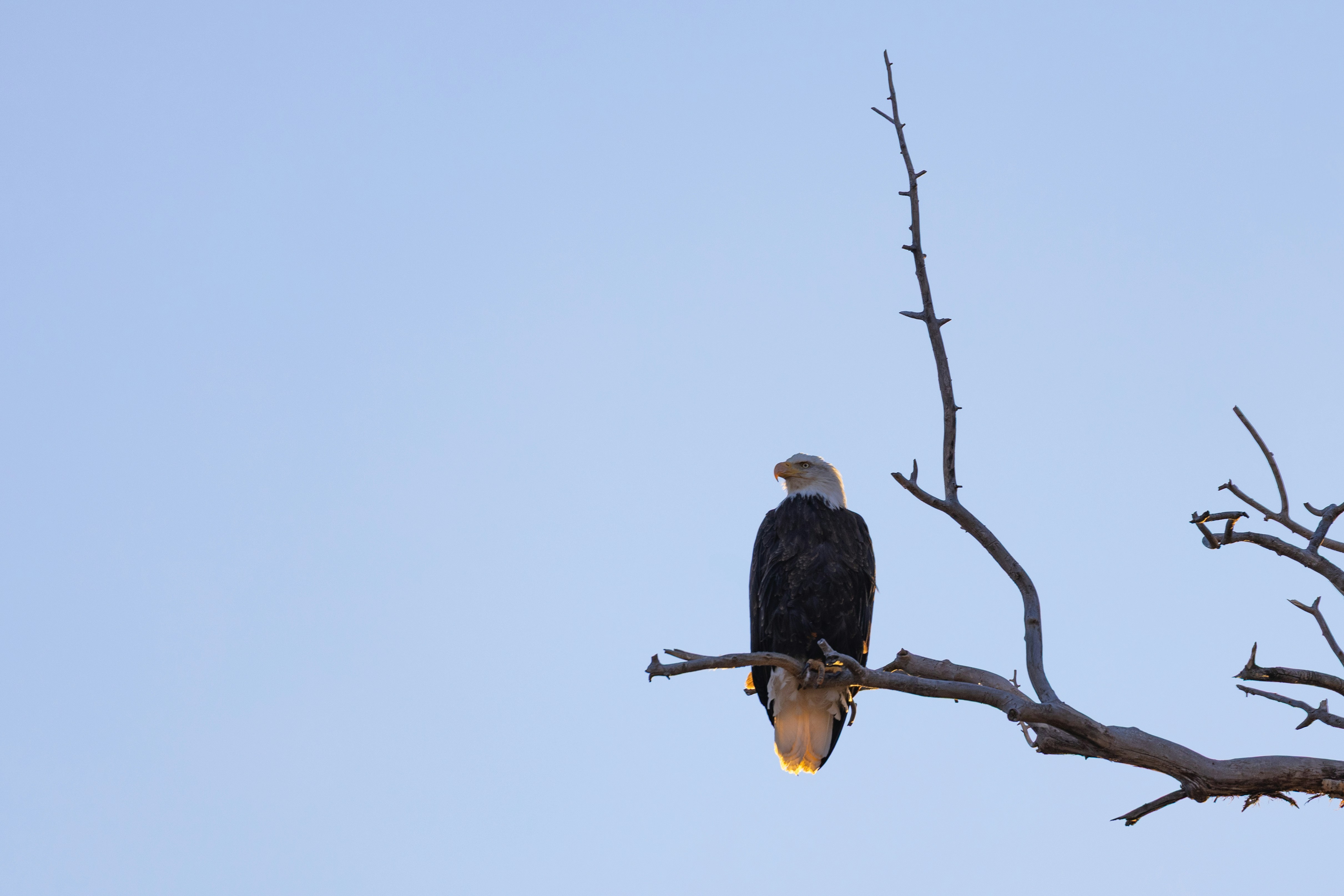 An eagle perches on a tree branch. photo – Free #animal Image on Unsplash