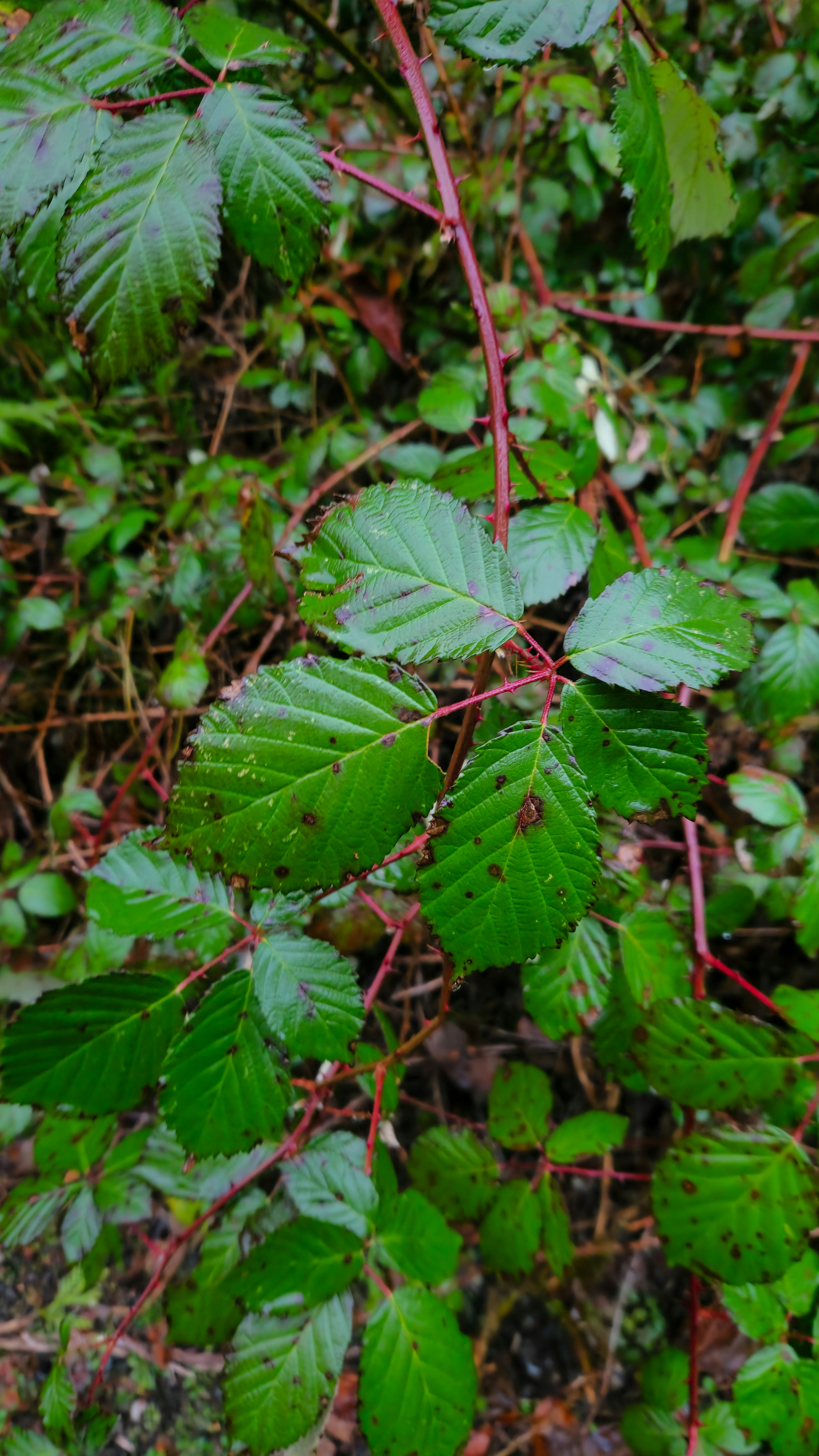Crimson Threads in a Dense Rubus Leaf Tangle