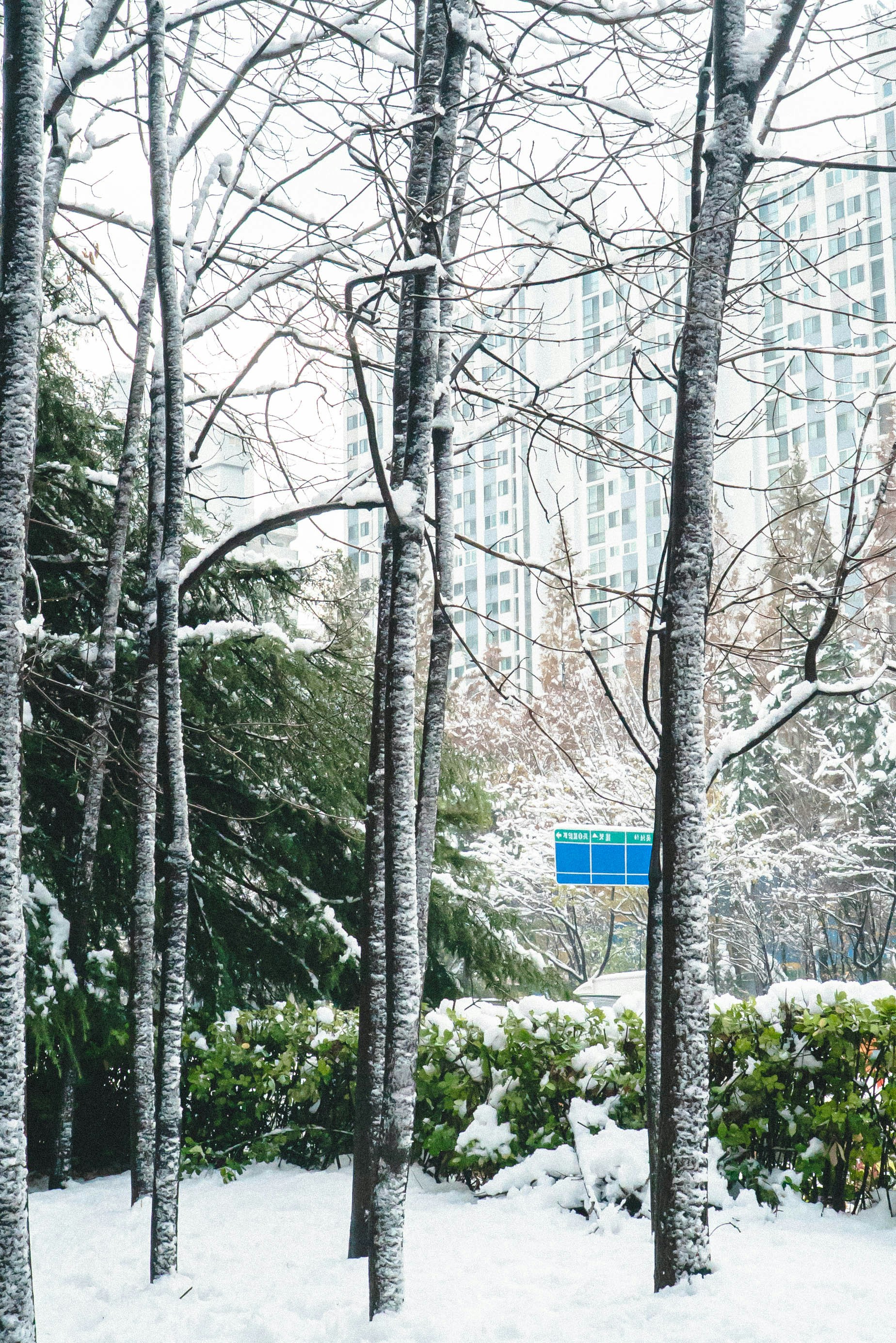 Photo by Ray Kim with Sony Alpha 7S II