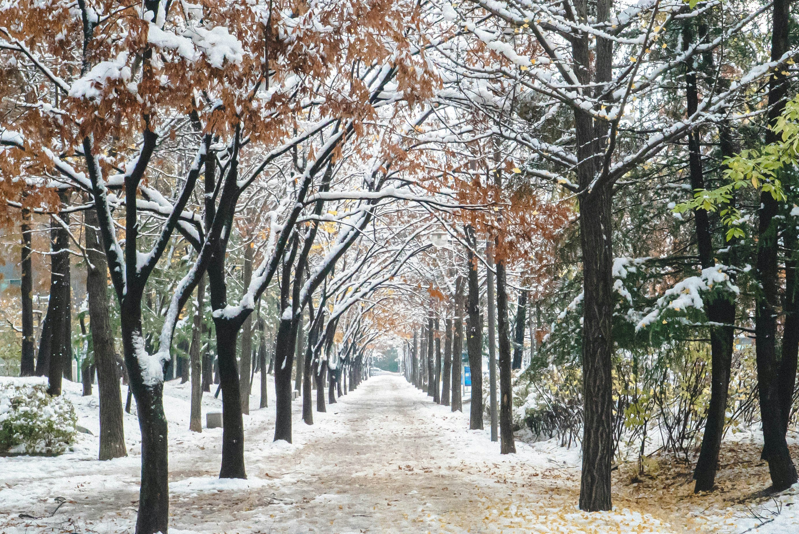 Snow-dusted trees arch over a tranquil, leaf-lined pathway in a winter park.