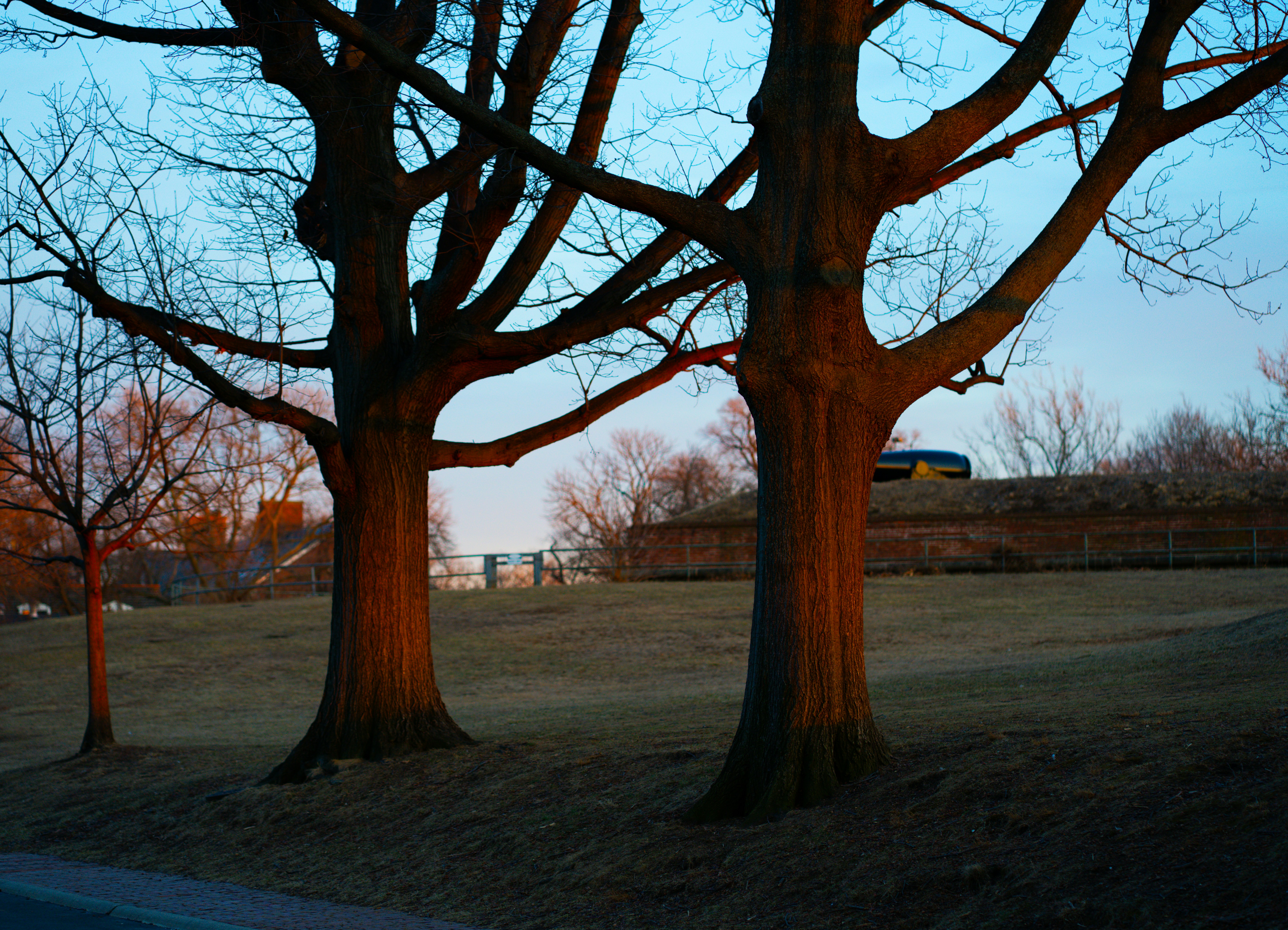 Twin Oaks at Dusk: Quiet Park Under a Blue Sky
