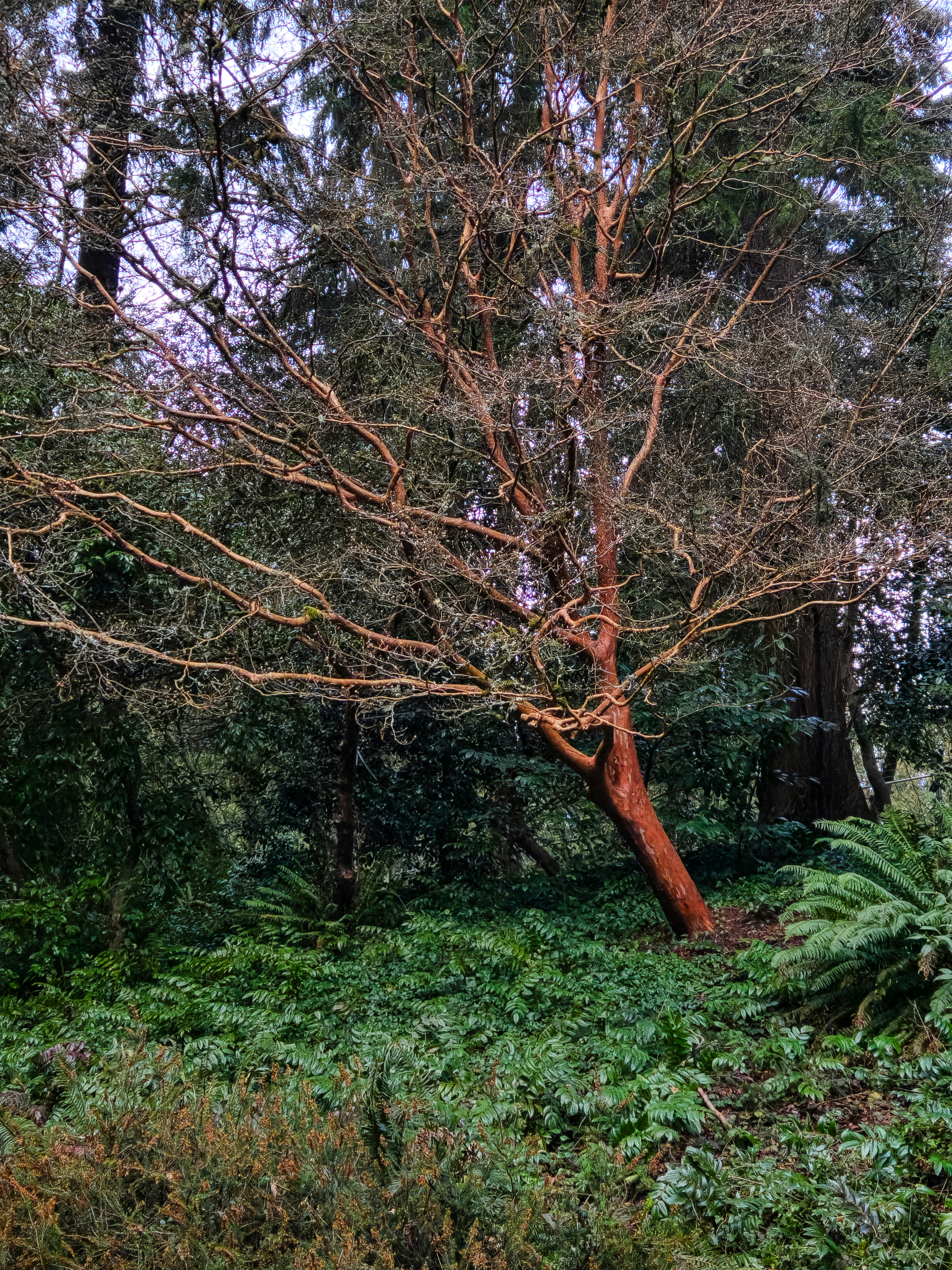 Leaning Sentinel: A Red-Barked Tree Framing a Fern-Laced Forest Floor