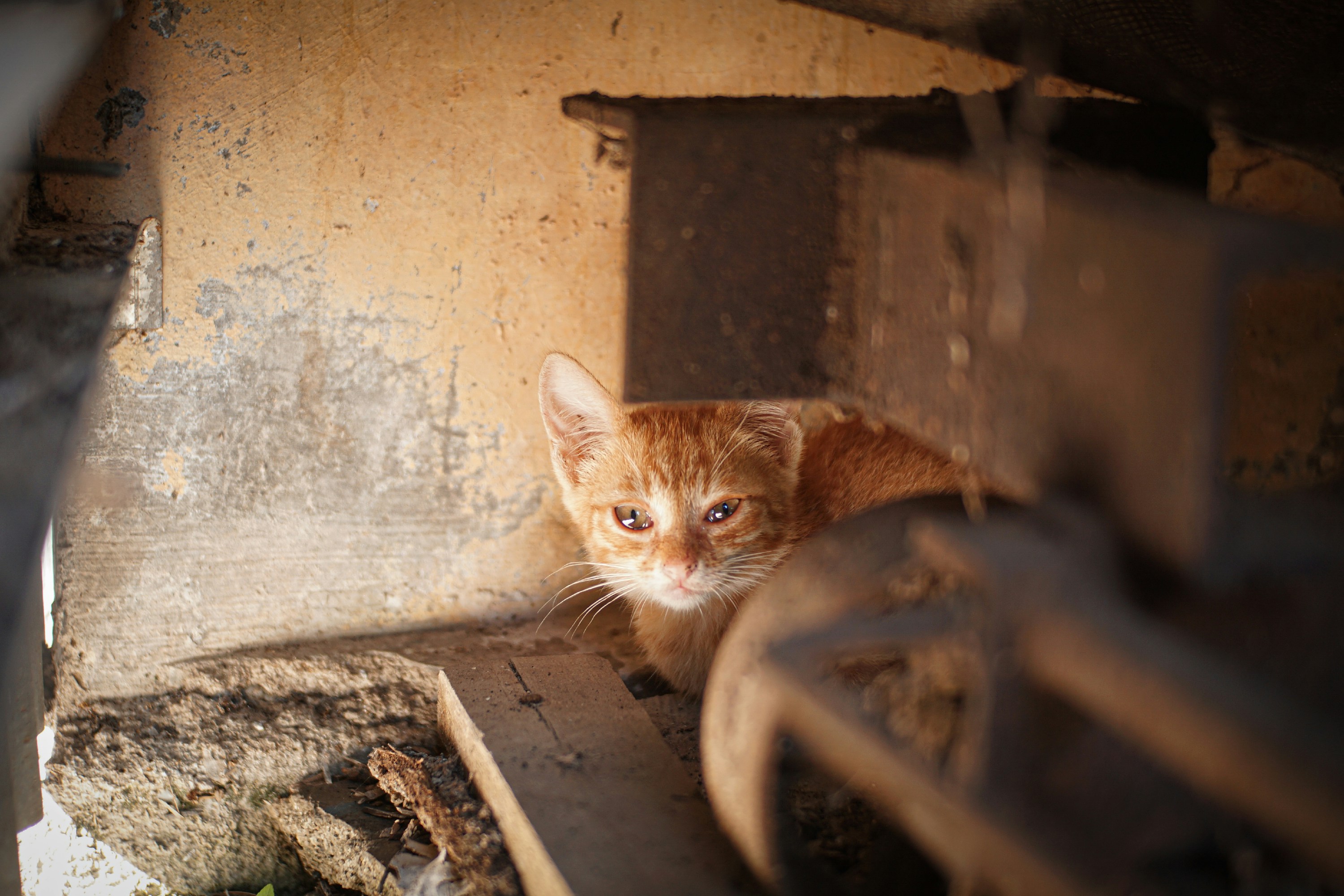 Un tímido gatito naranja se esconde en las sombras. foto – Imagen de ...