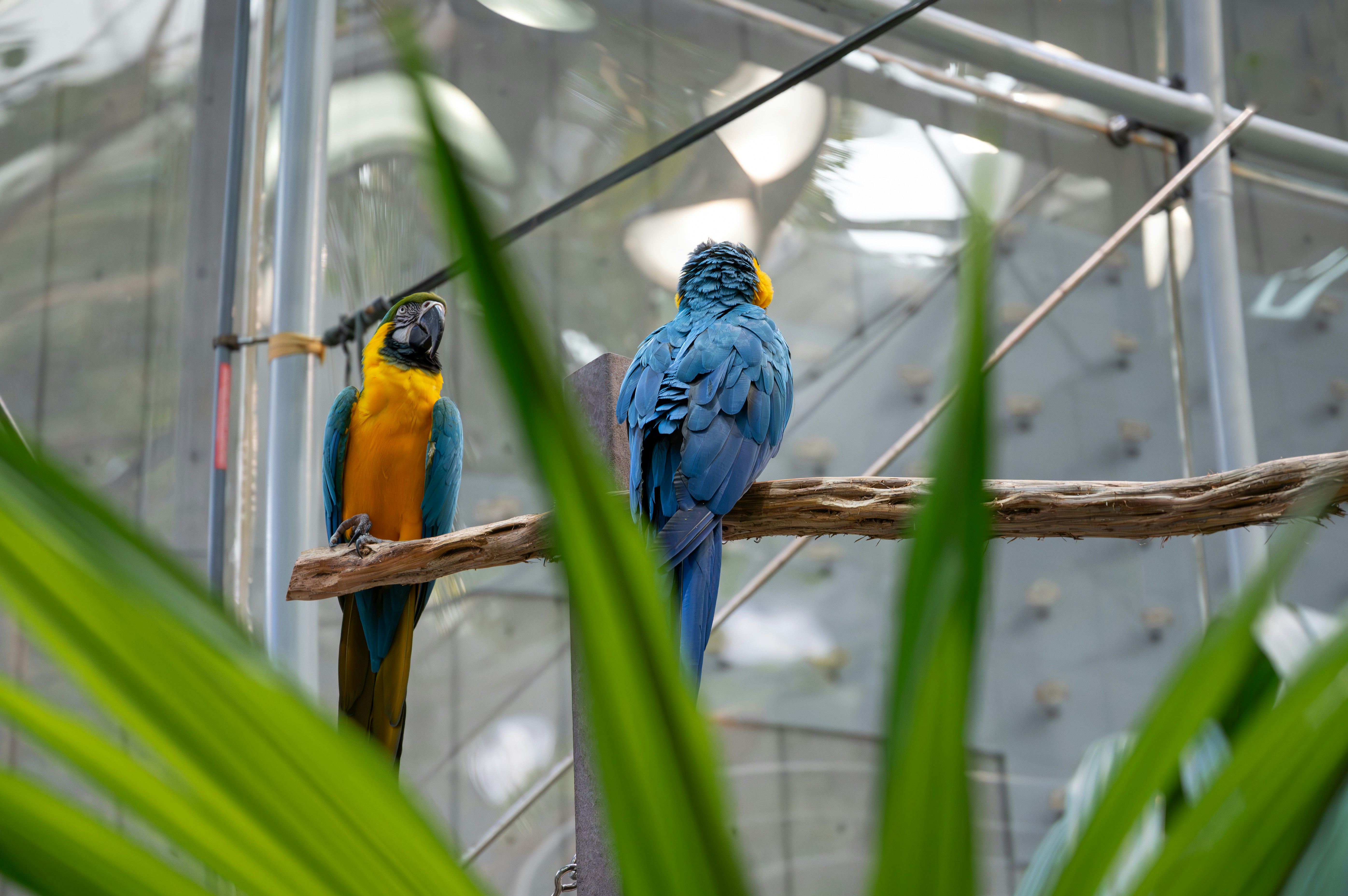 Two Parrots in a Glasshouse: Colorful Focal Point Amid Green Fronds